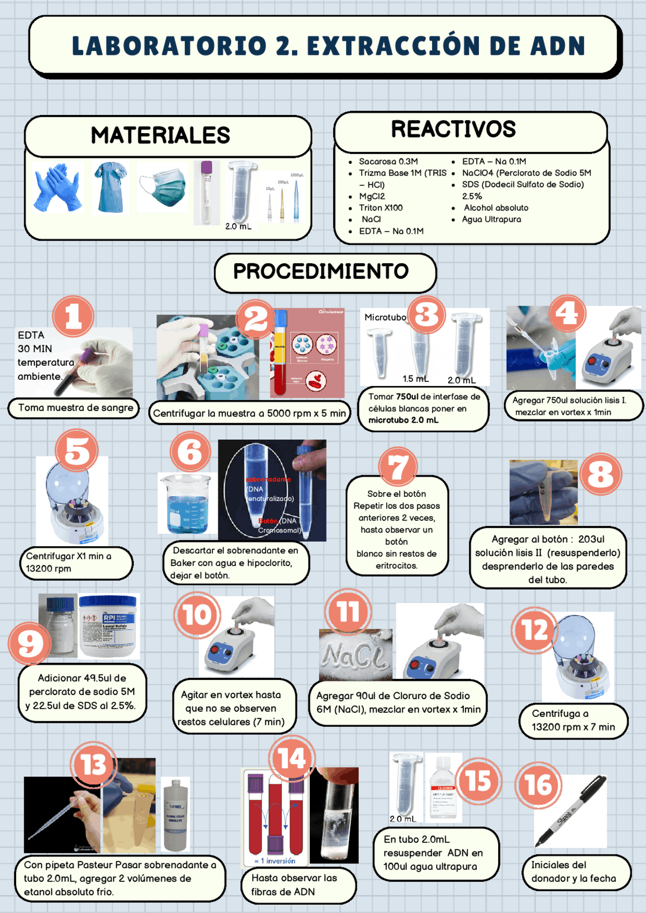 Extraccion de ADN infografia paso a paso | Esquemas y mapas conceptuales de Genética | Docsity