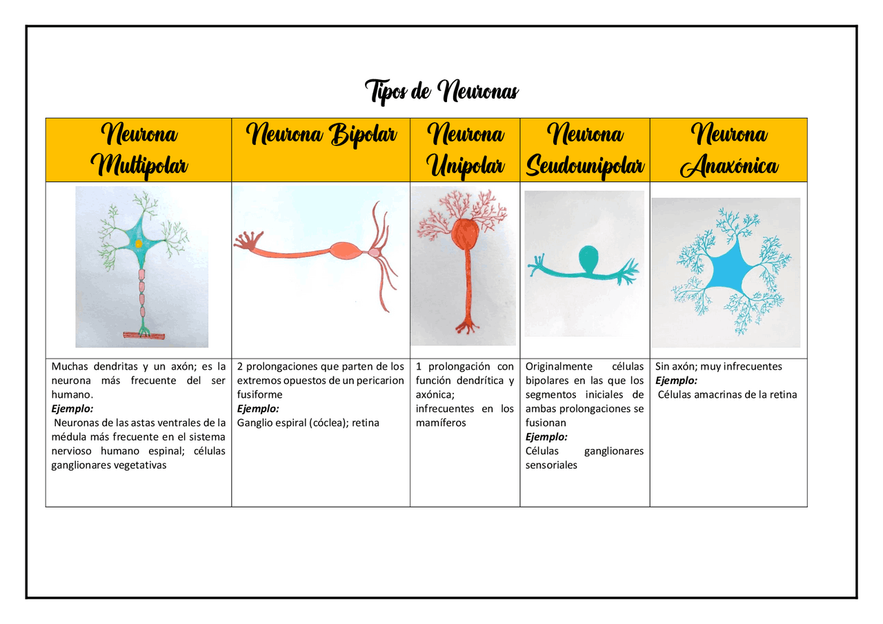 TIPOS DE NEURONAS DEL SISTEMA NERVIOSO CENTRAL | Apuntes de Histología ...