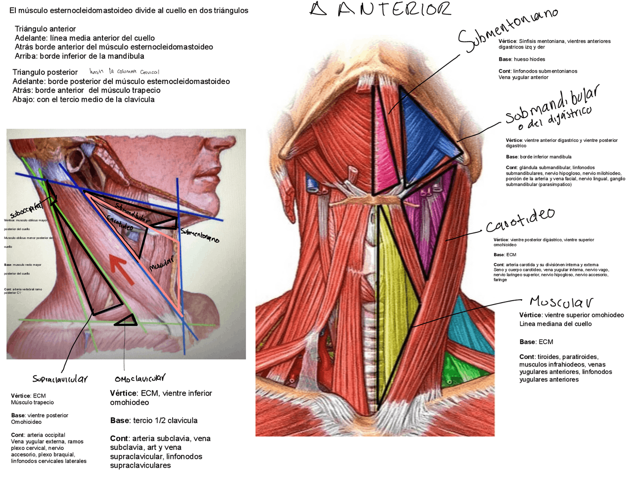 Triangulos del cuello | Resúmenes de Neuroanatomía | Docsity