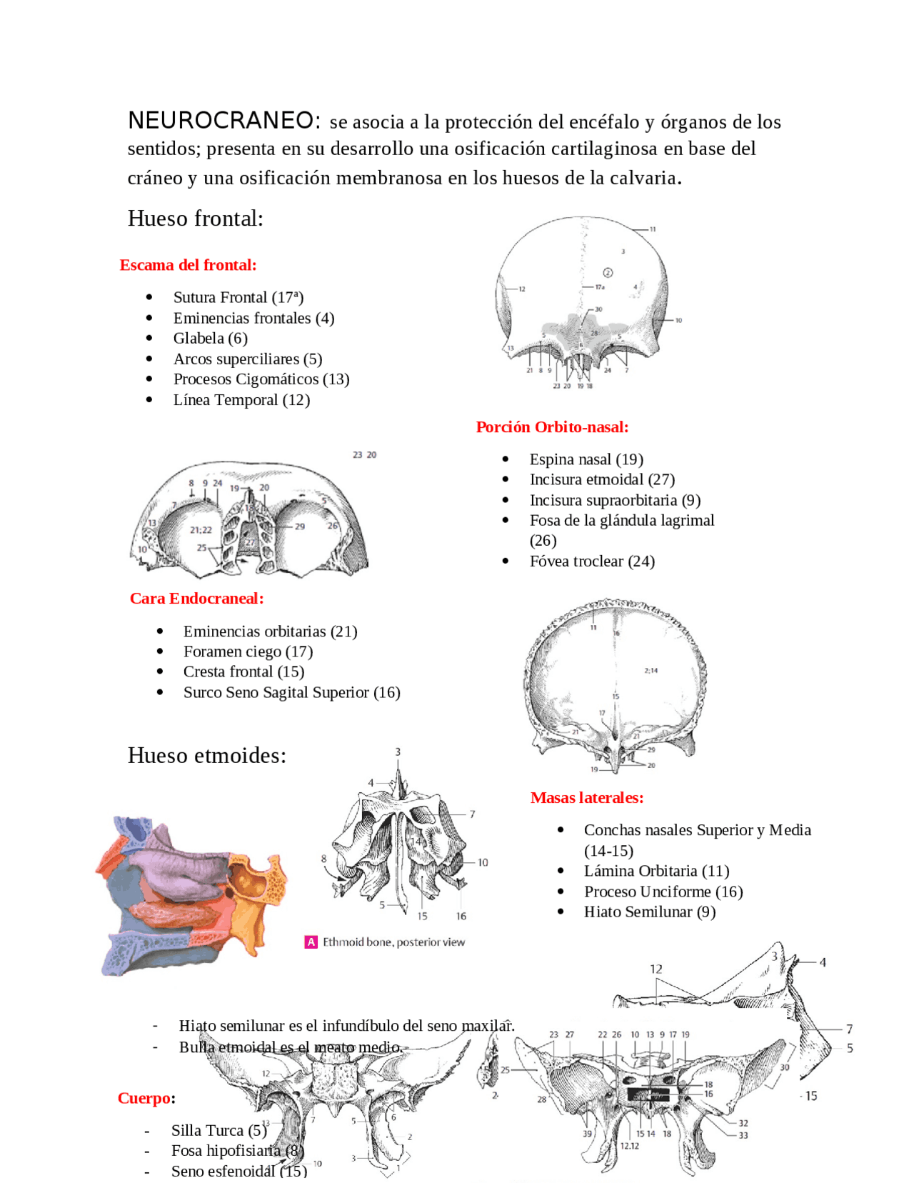 Neurocraneo Reparos óseos Apuntes De Anatomía Docsity