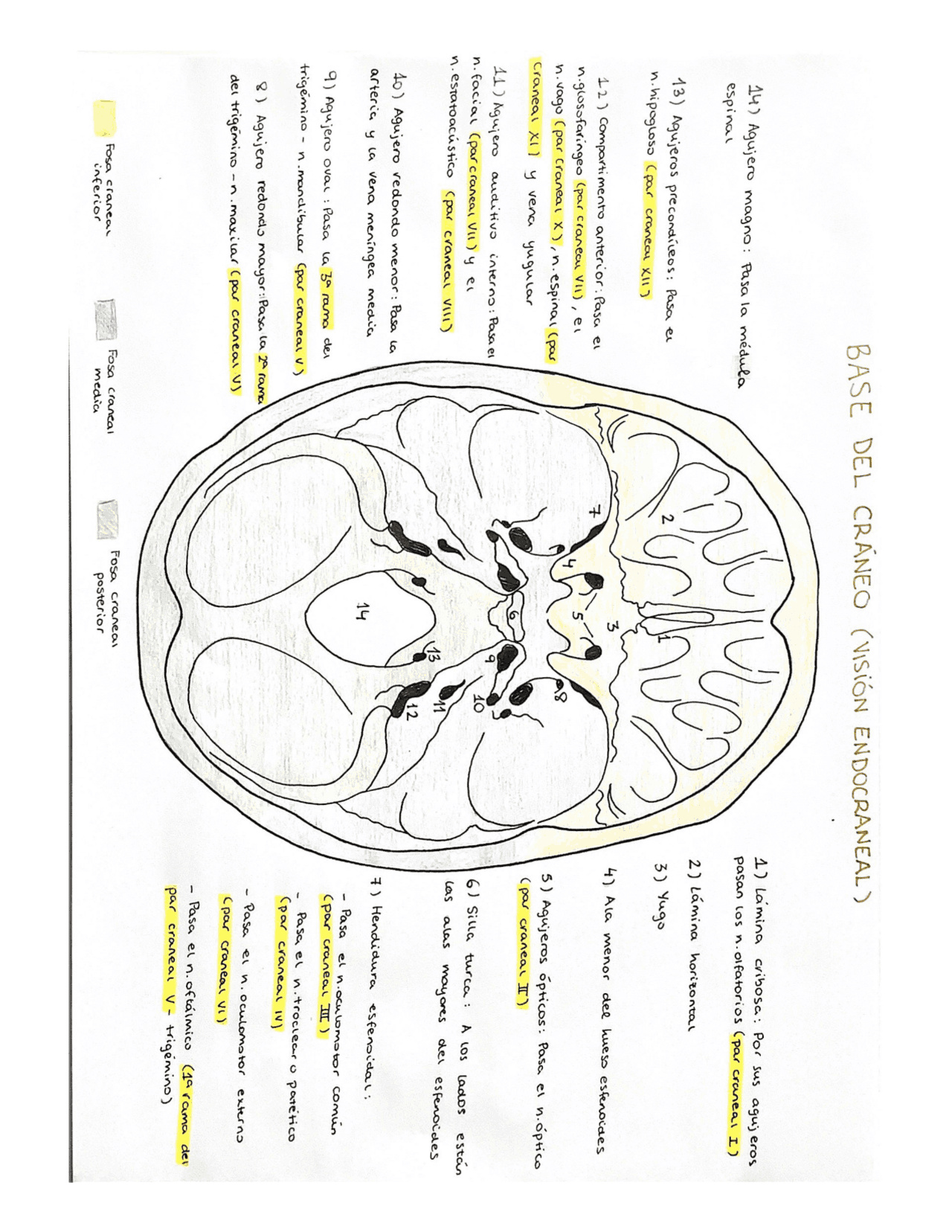 Base del cráneo (visión endocraneal) | Esquemas y mapas conceptuales de ...