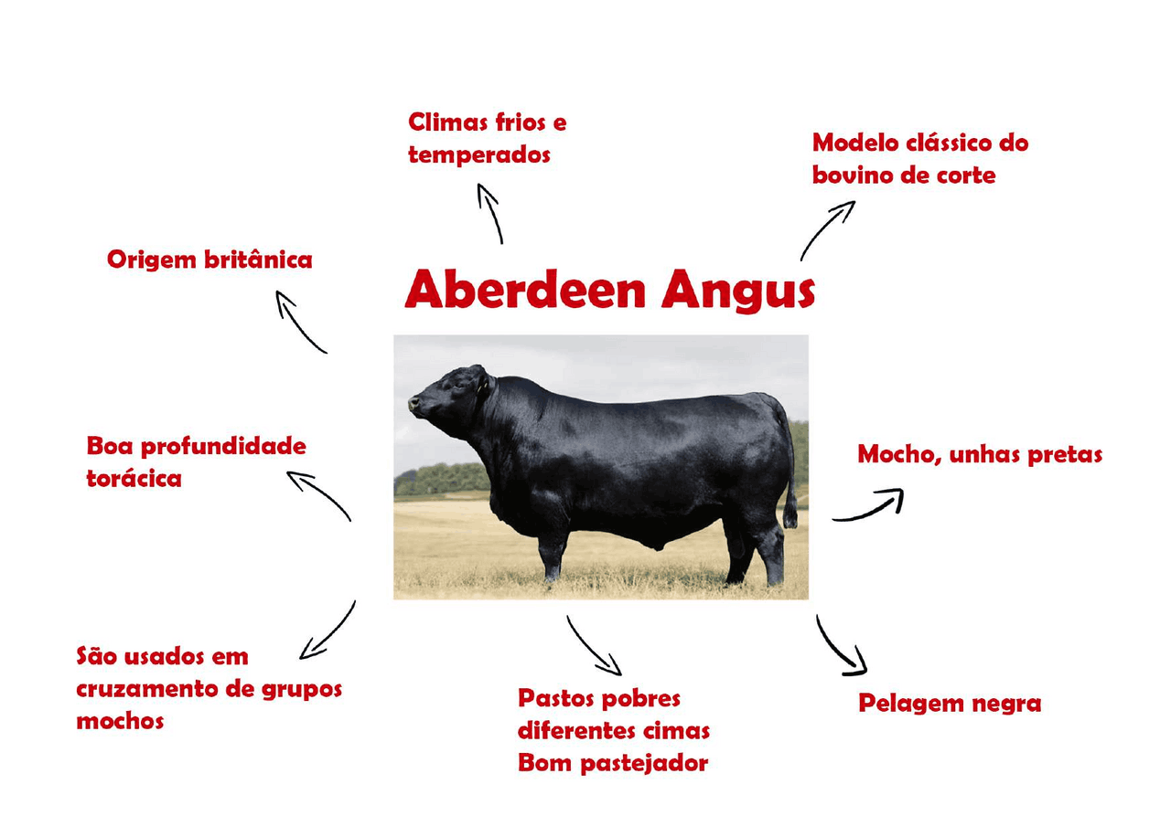 Mapa Mental Raça Aberdeen Angus | Esquemas Medicina Veterinária | Docsity