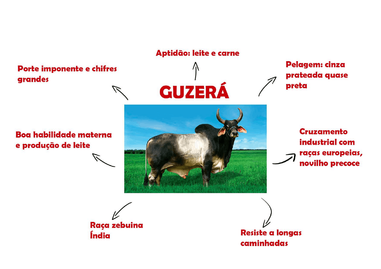 Mapa Mental Raça Guzerá | Esquemas Medicina Veterinária | Docsity