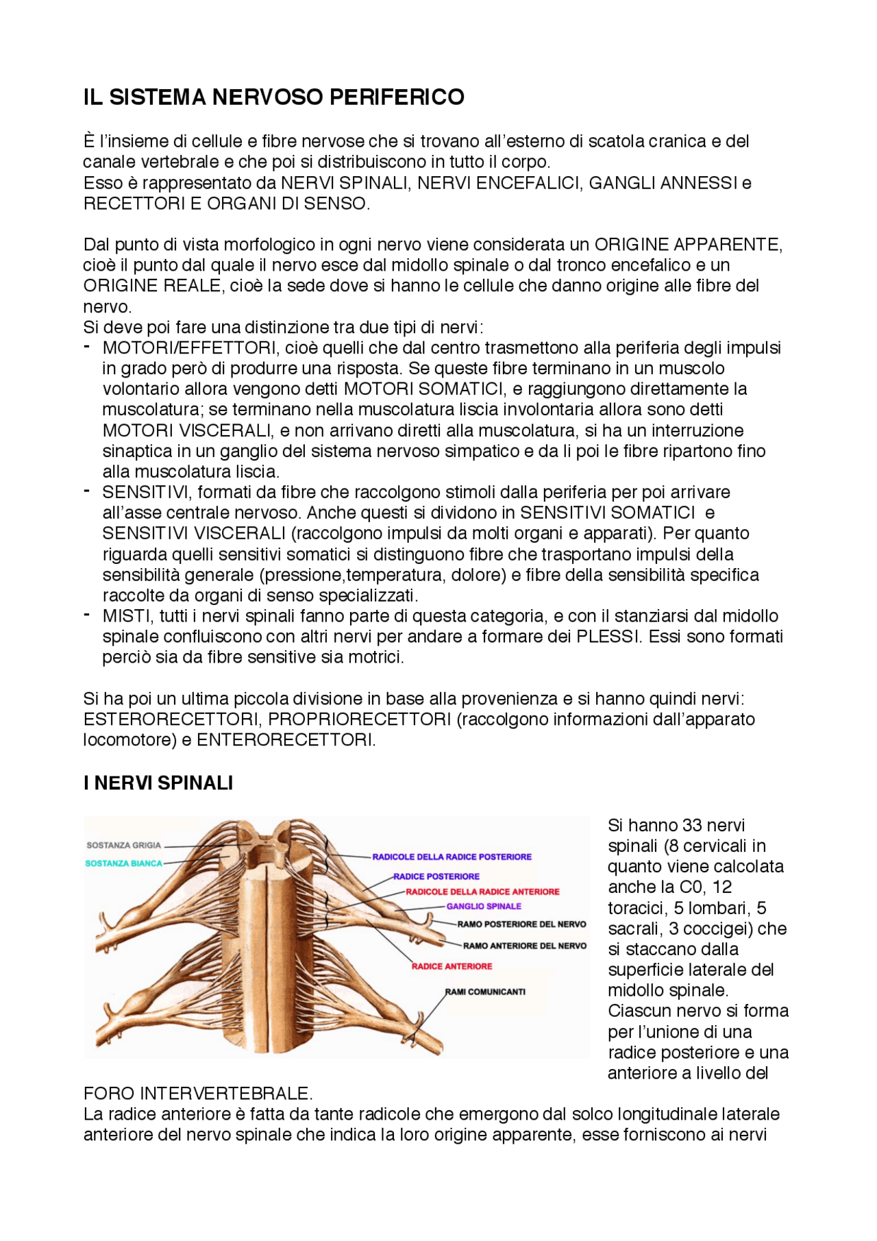 Sistema Nervoso Riassunto Dispense Di Anatomia Docsity