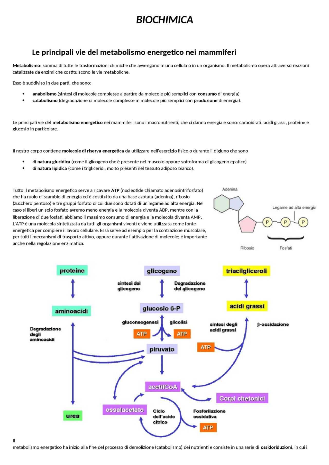 BIOCHIMICA APPLICATA ALLO SPORT COMPLETO - LM68 - A.A.2022/2023 | Appunti di Biochimica | Docsity
