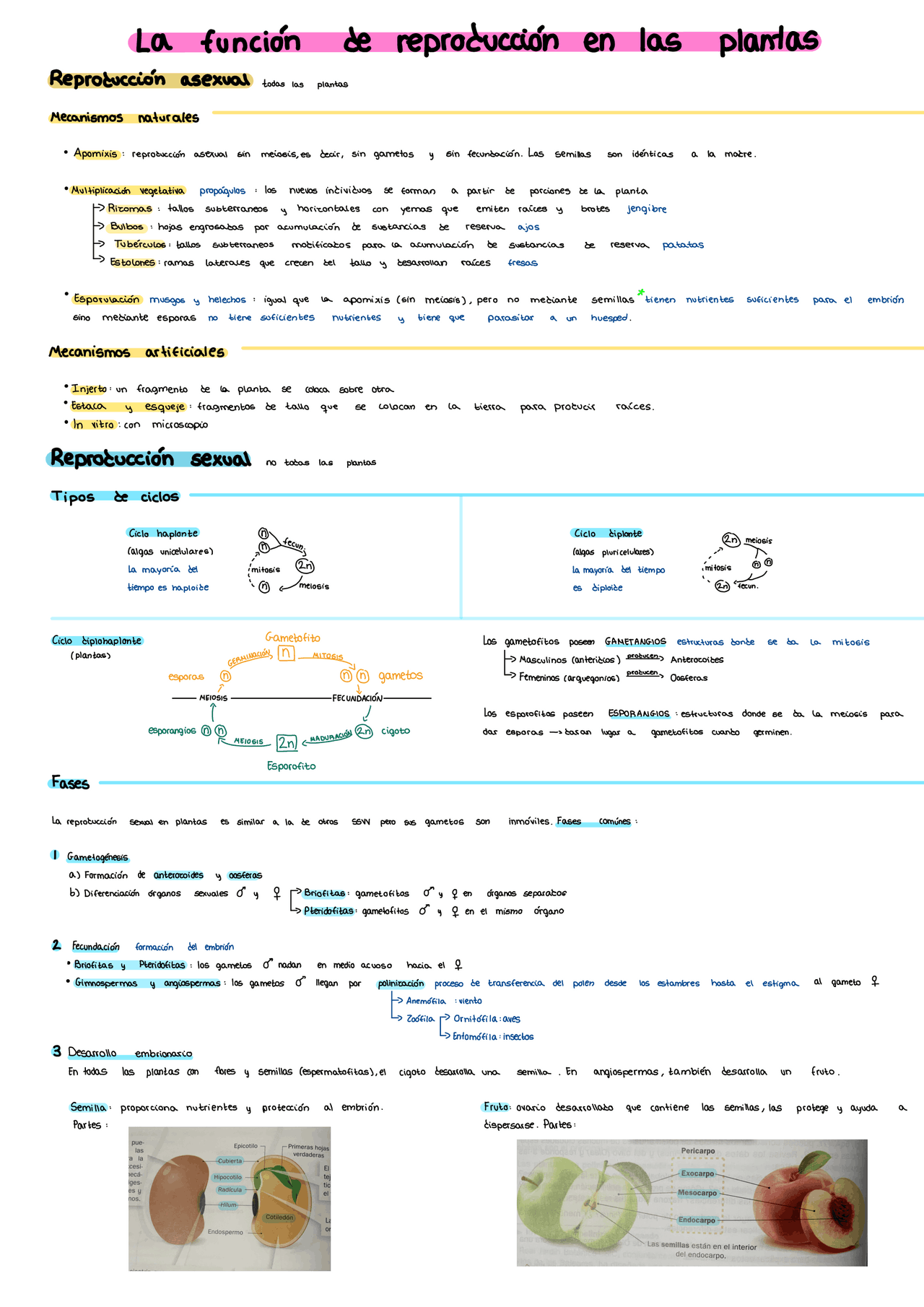 Tema 7 - la reproducción en plantas | Apuntes de Biología | Docsity