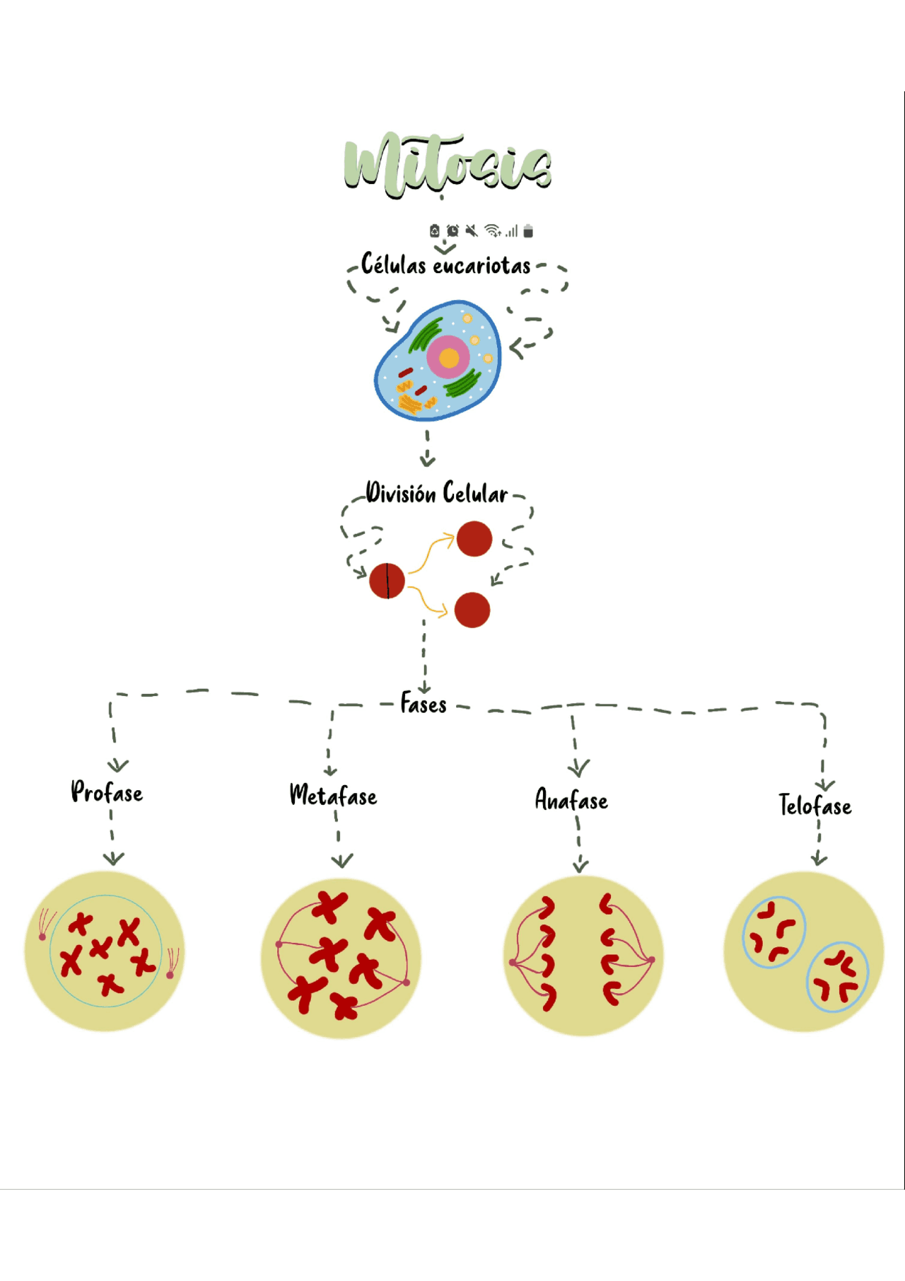 Mitosis biología tarea | Esquemas y mapas conceptuales de Biología ...