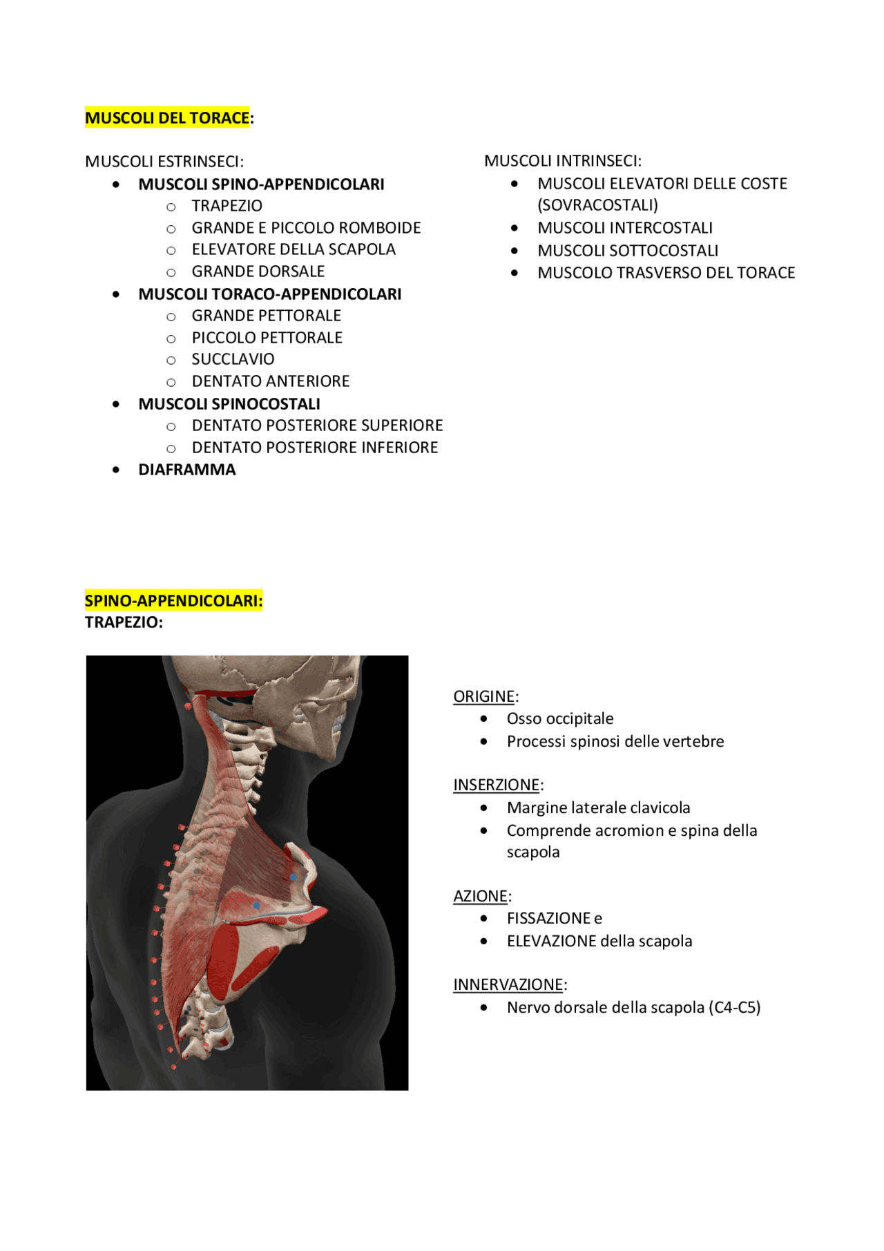 Muscoli del torace.pdf | Schemi e mappe concettuali di Anatomia | Docsity