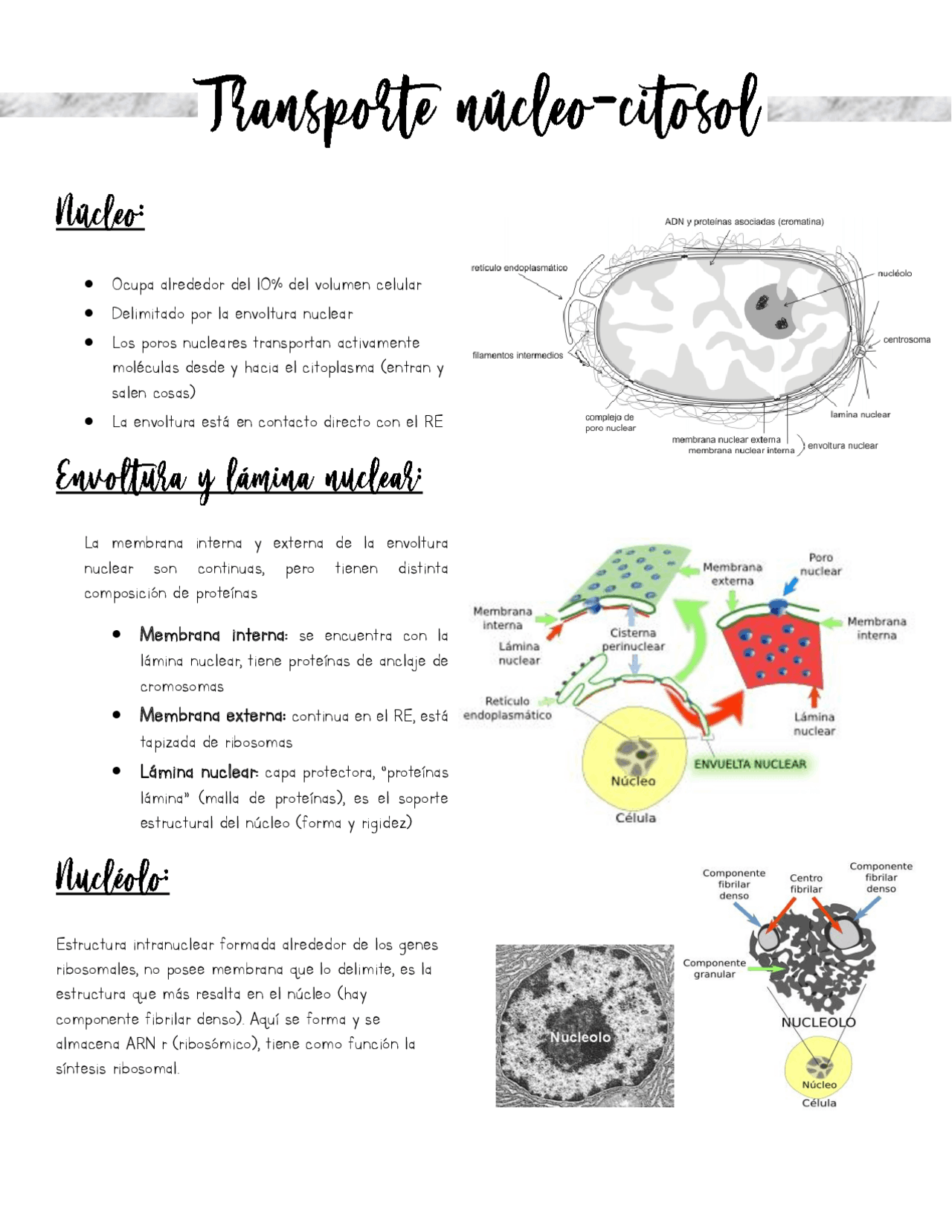 Transporte núcleo citosol | Apuntes de Biología Celular | Docsity