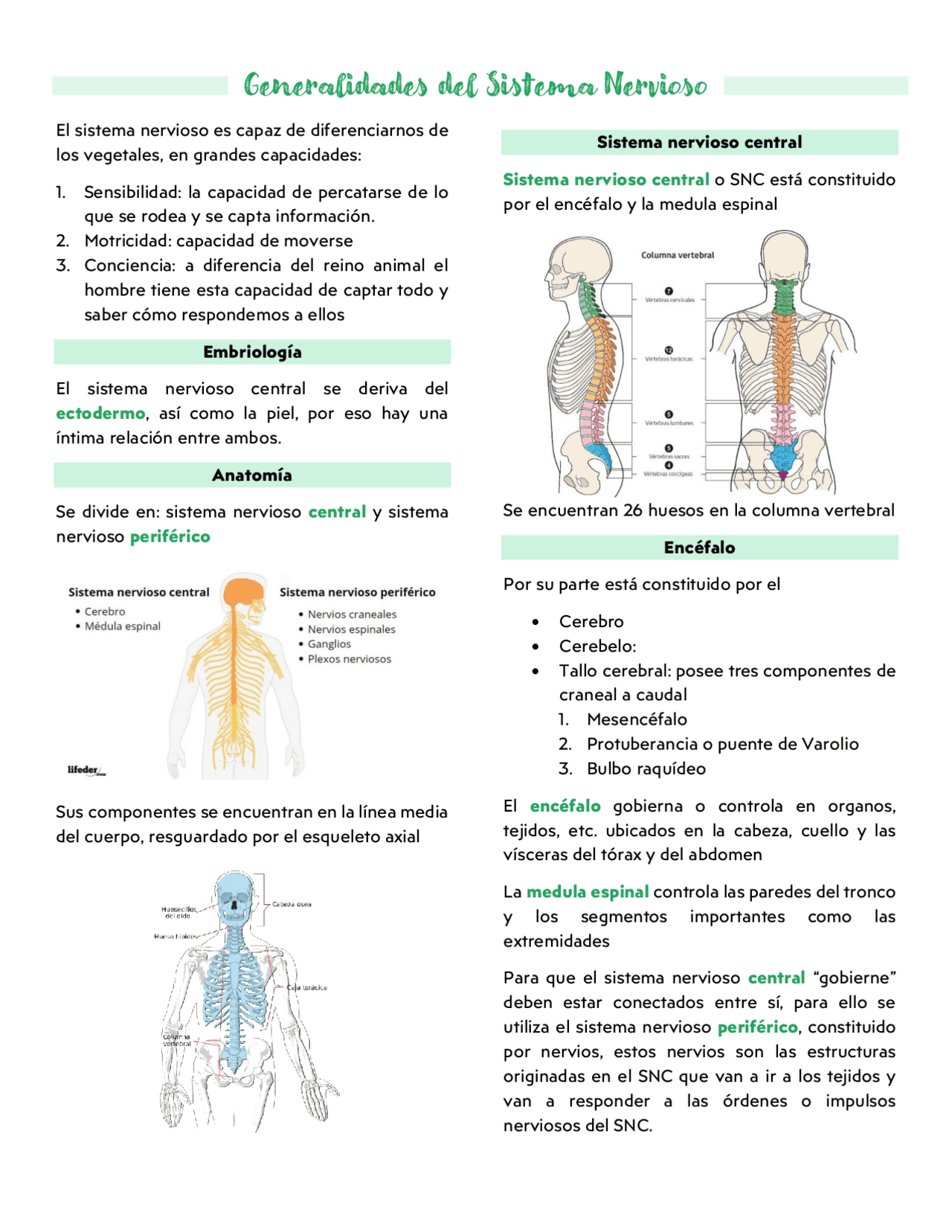 Generalidades Del Sistema Nervioso Apuntes De Neurología Docsity