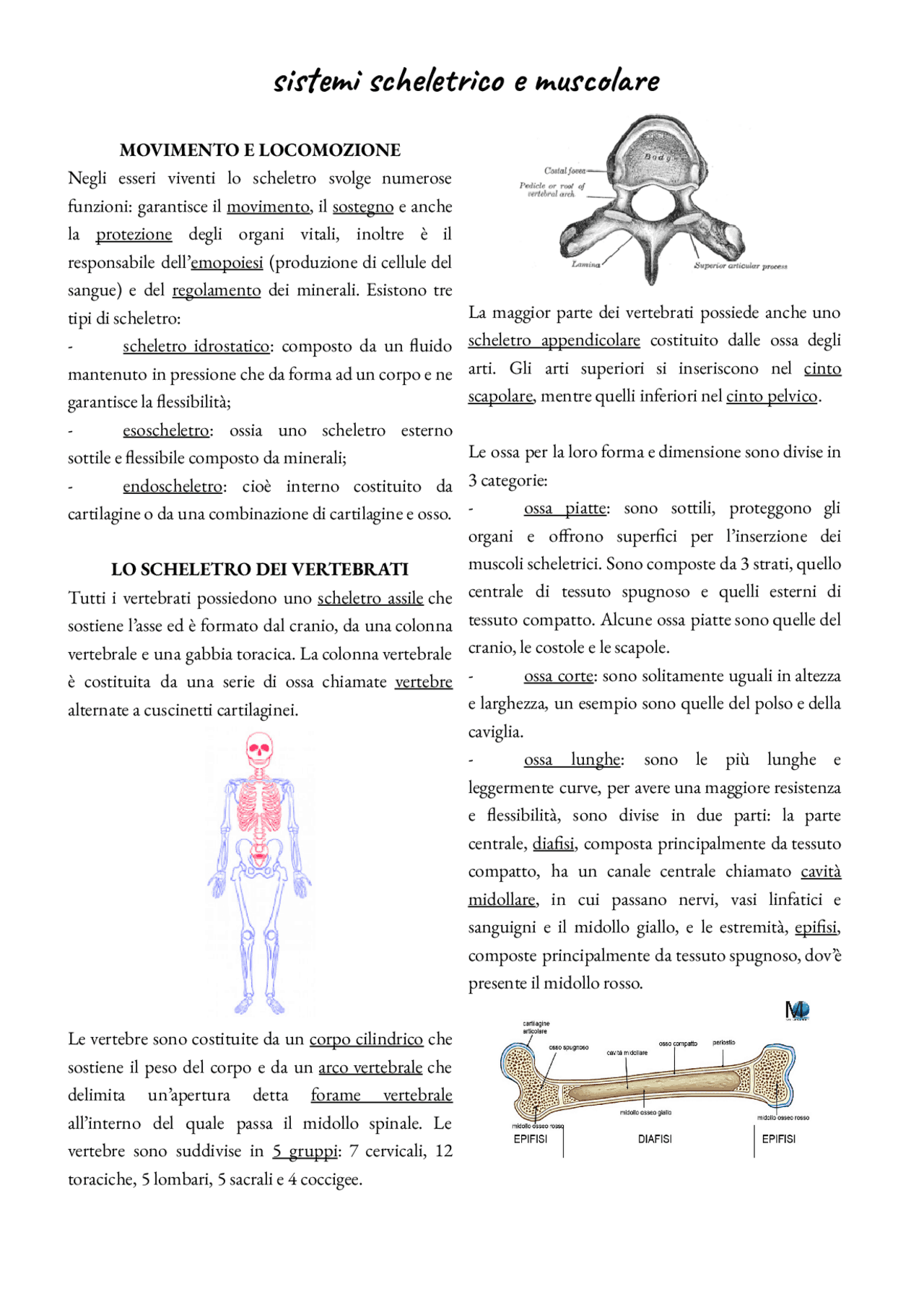 Apparato Locomotore E Sistema Muscolare Appunti Di Anatomia Docsity