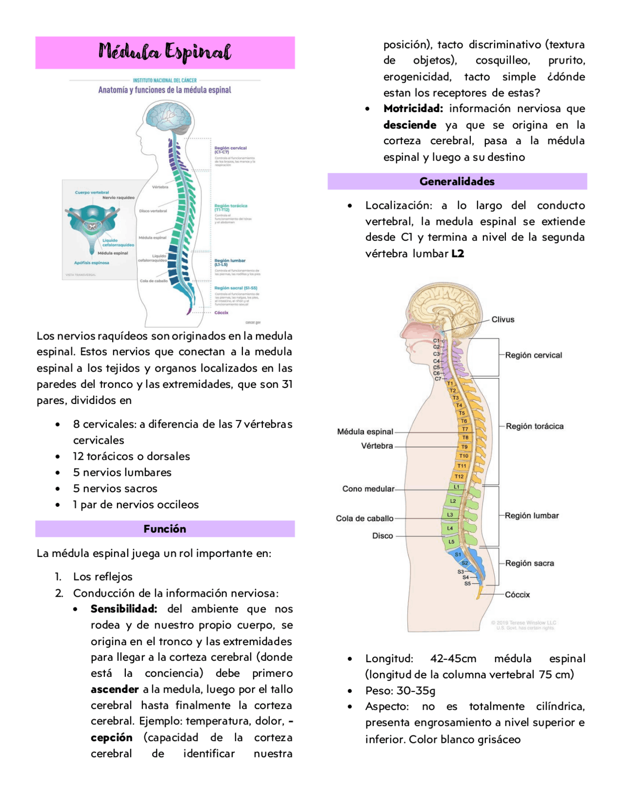 Resumen Completo De Médula Espinal Apuntes De Neurología Docsity