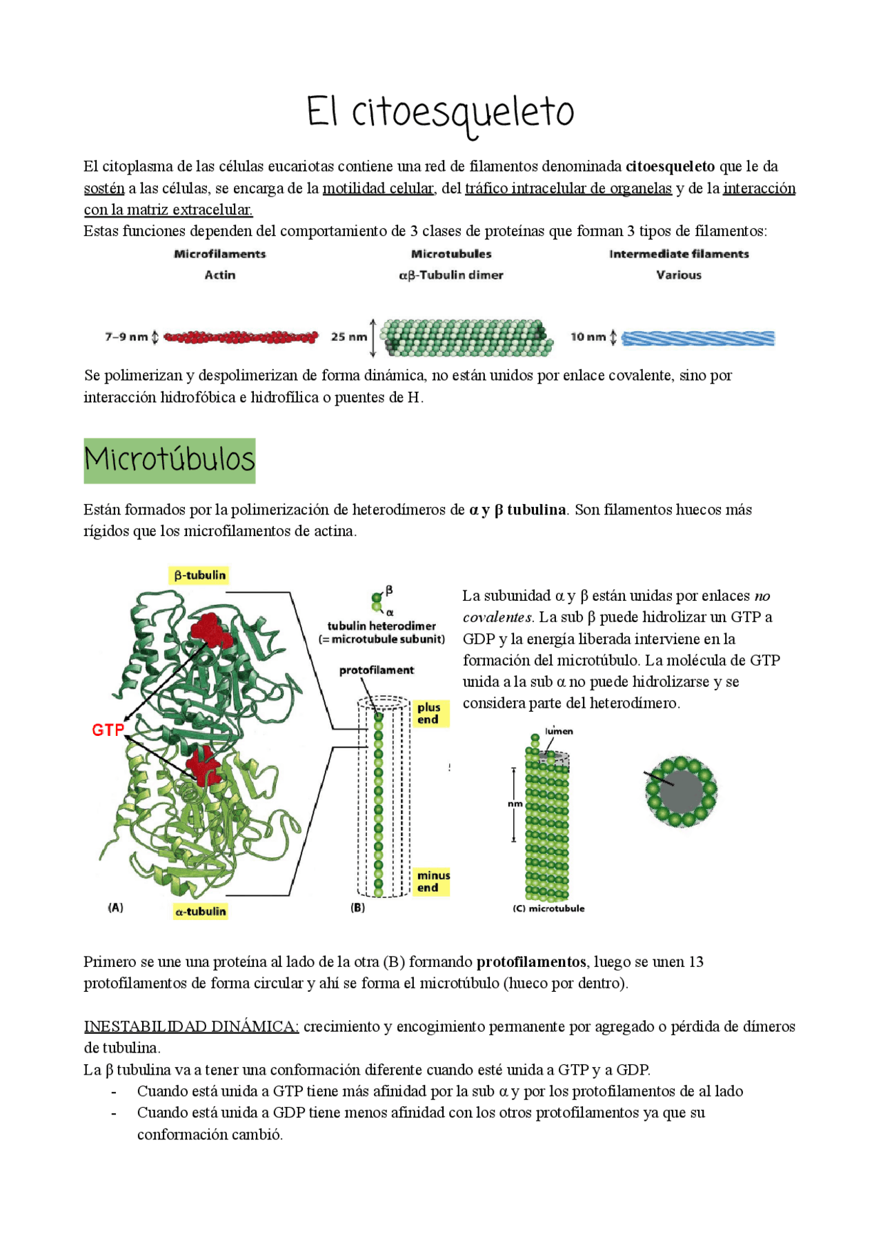 El citoesqueleto y sus estructuras. | Apuntes de Biología Celular | Docsity