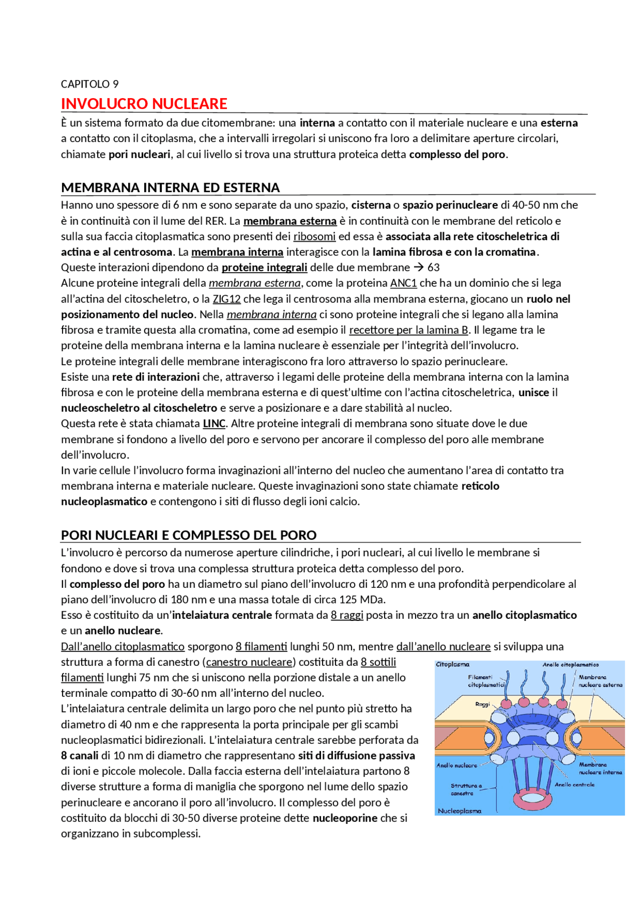 L'involucro nucleare | Sintesi del corso di Citologia | Docsity