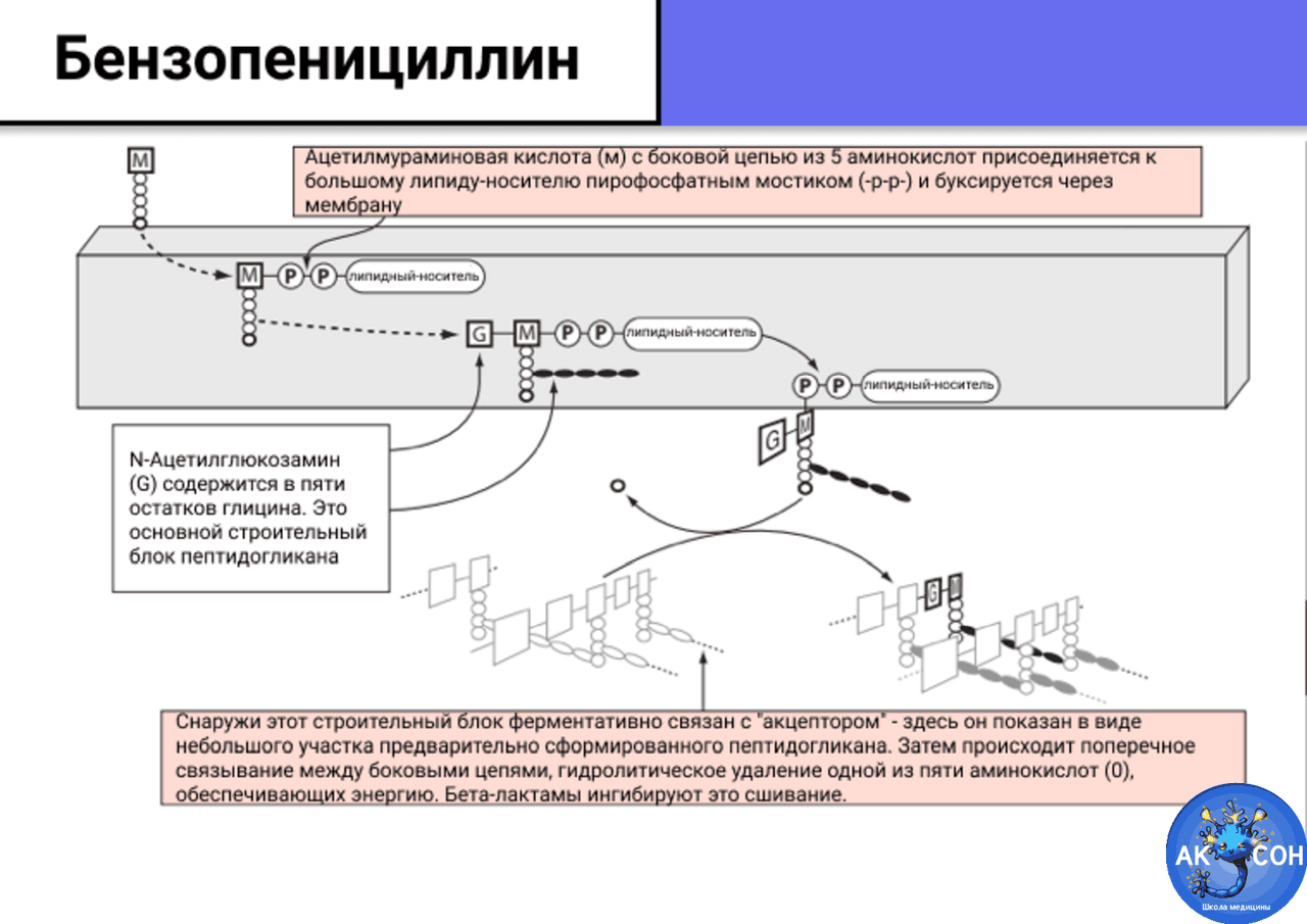 Карточки по антибиотикам Схемы Фармакология Docsity