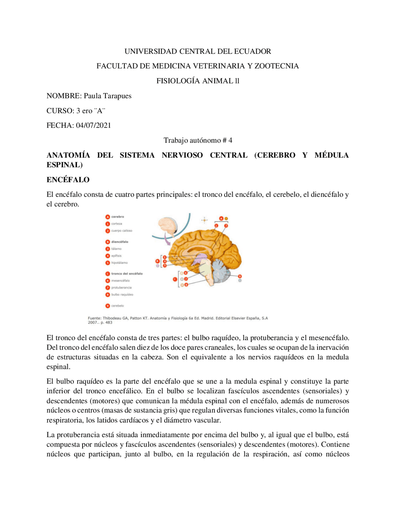 Anatomía Del Sistema Nervioso Central Guías Proyectos