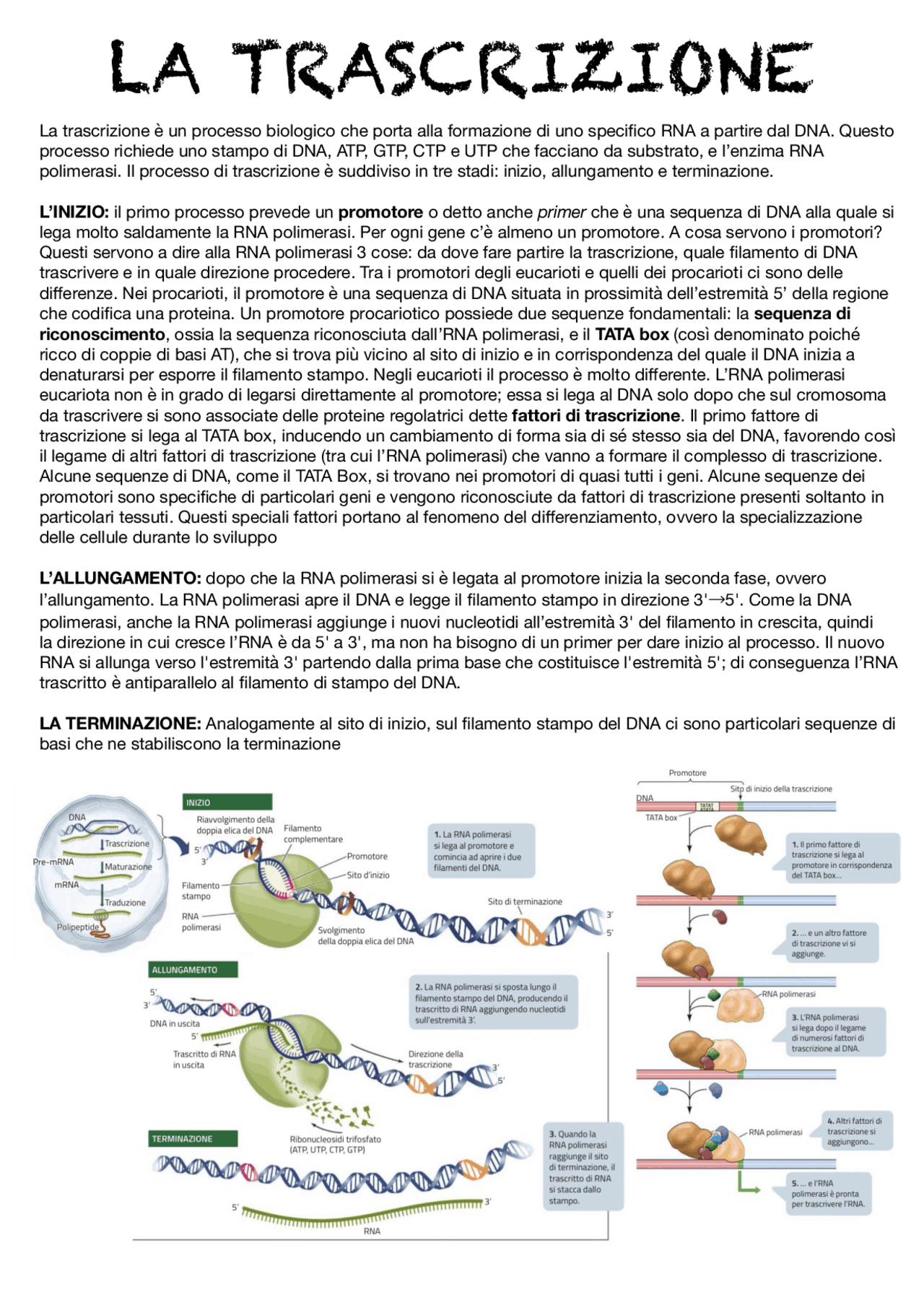 Traduzione E Trascrizione Appunti Di Biologia Docsity