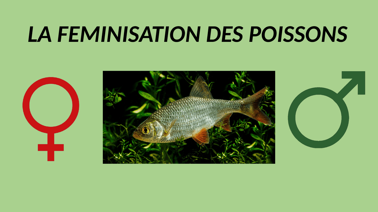 Homme Poisson Femme Balance