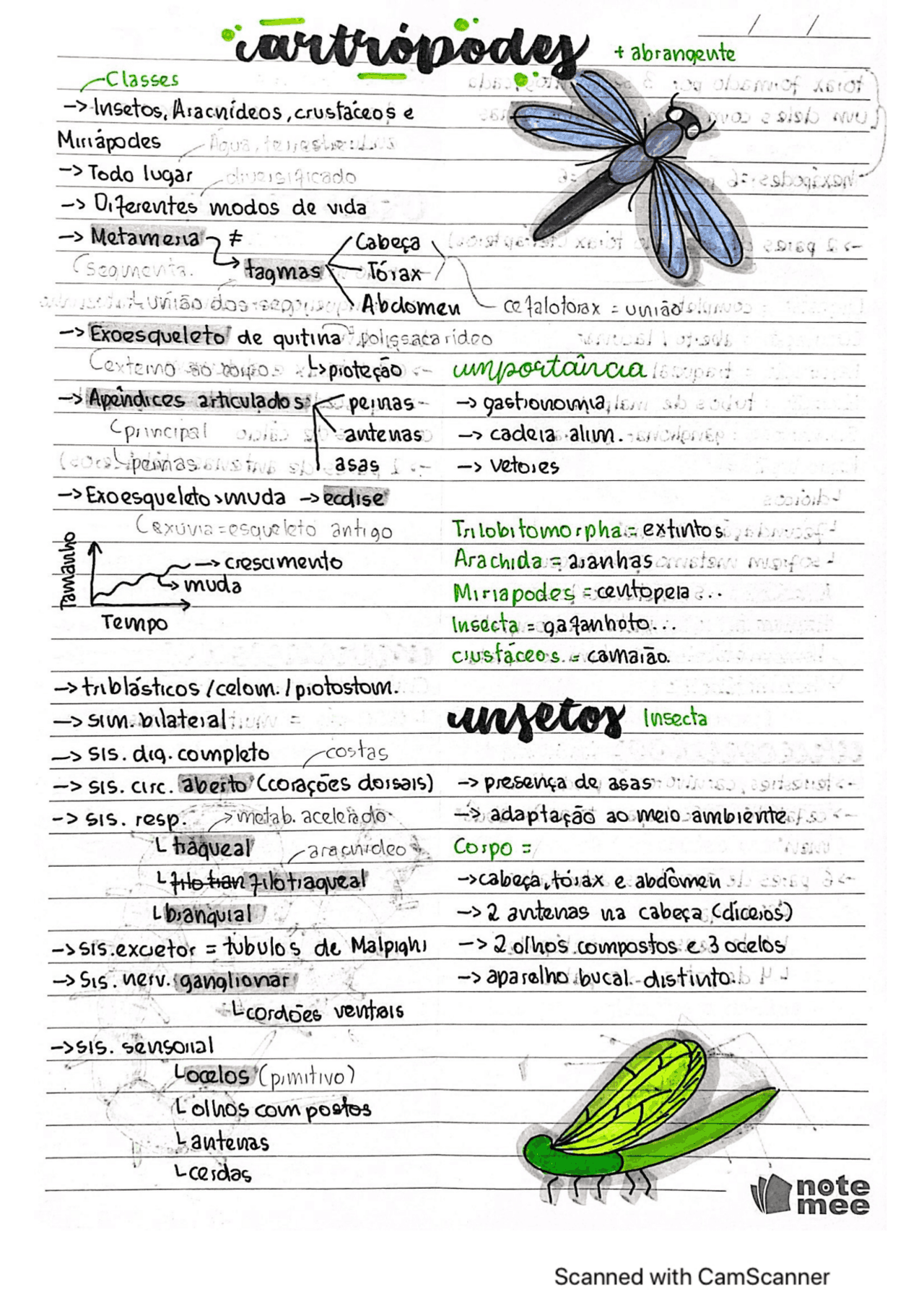 Resumo sobre o filo Artrópode | Esquemas Biologia | Docsity