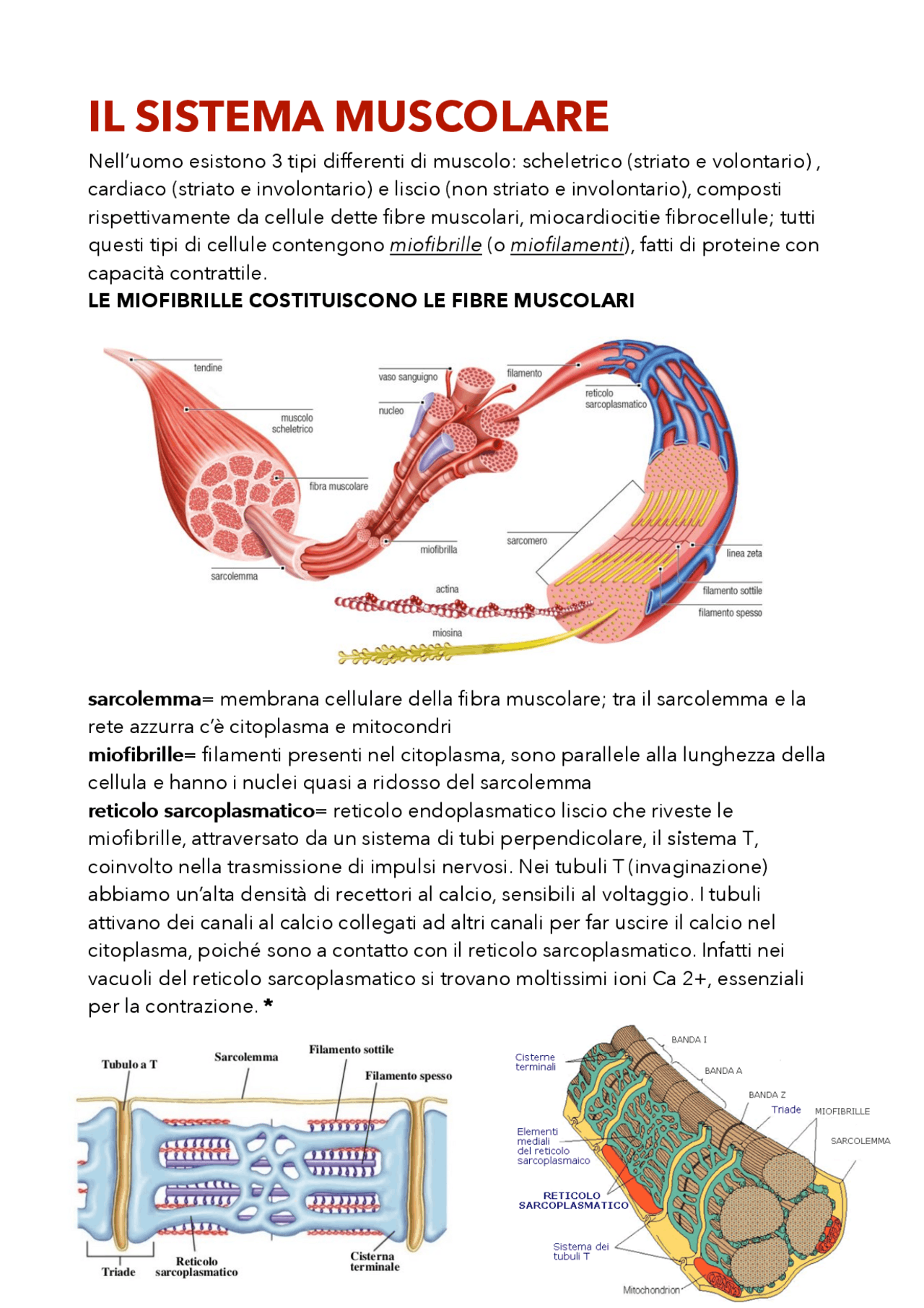 Riassunto sul sistema muscolare liceo scientifico | Schemi e mappe ...