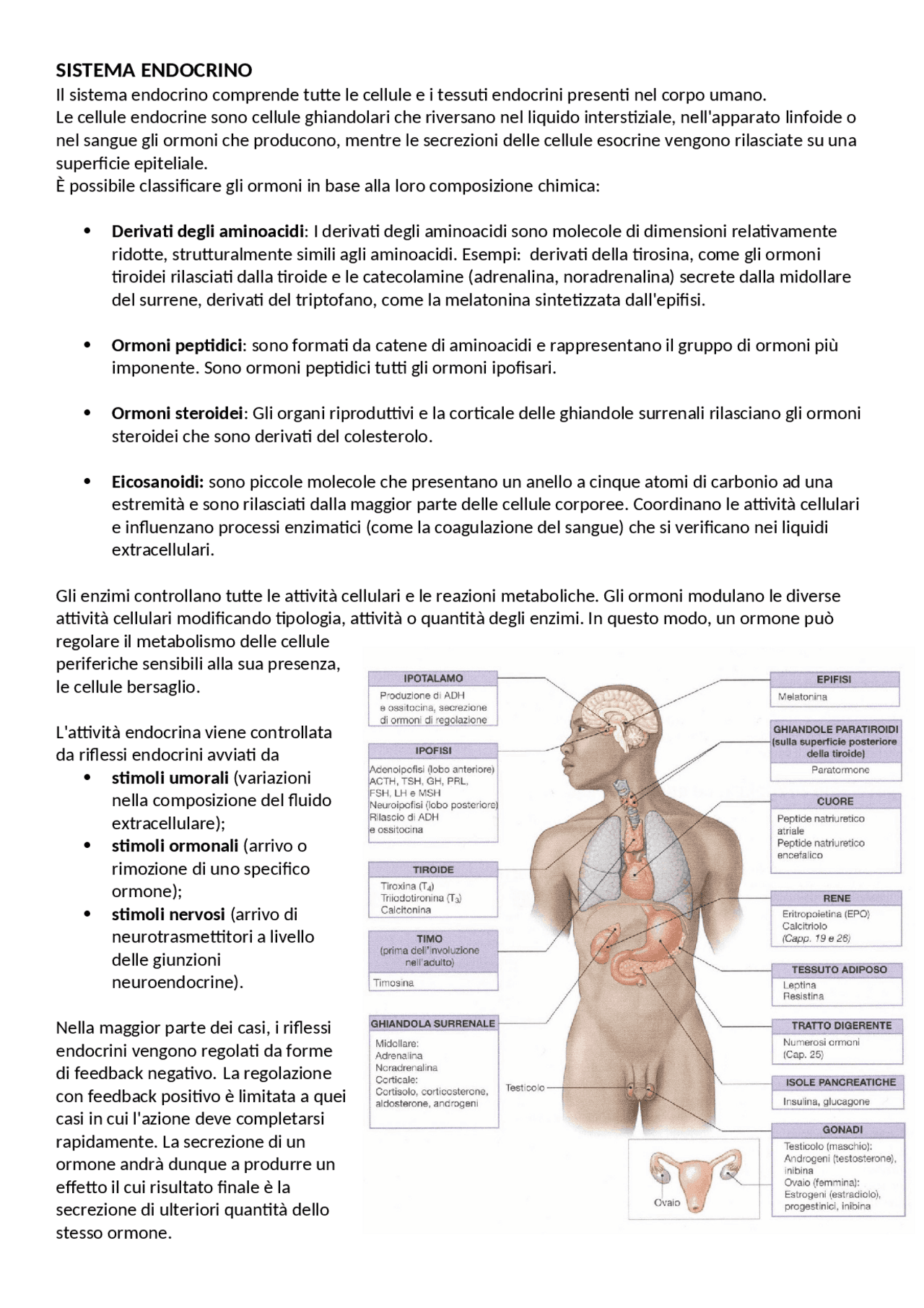 Anatomia Sistema Endocrino Appunti Di Anatomia Docsity