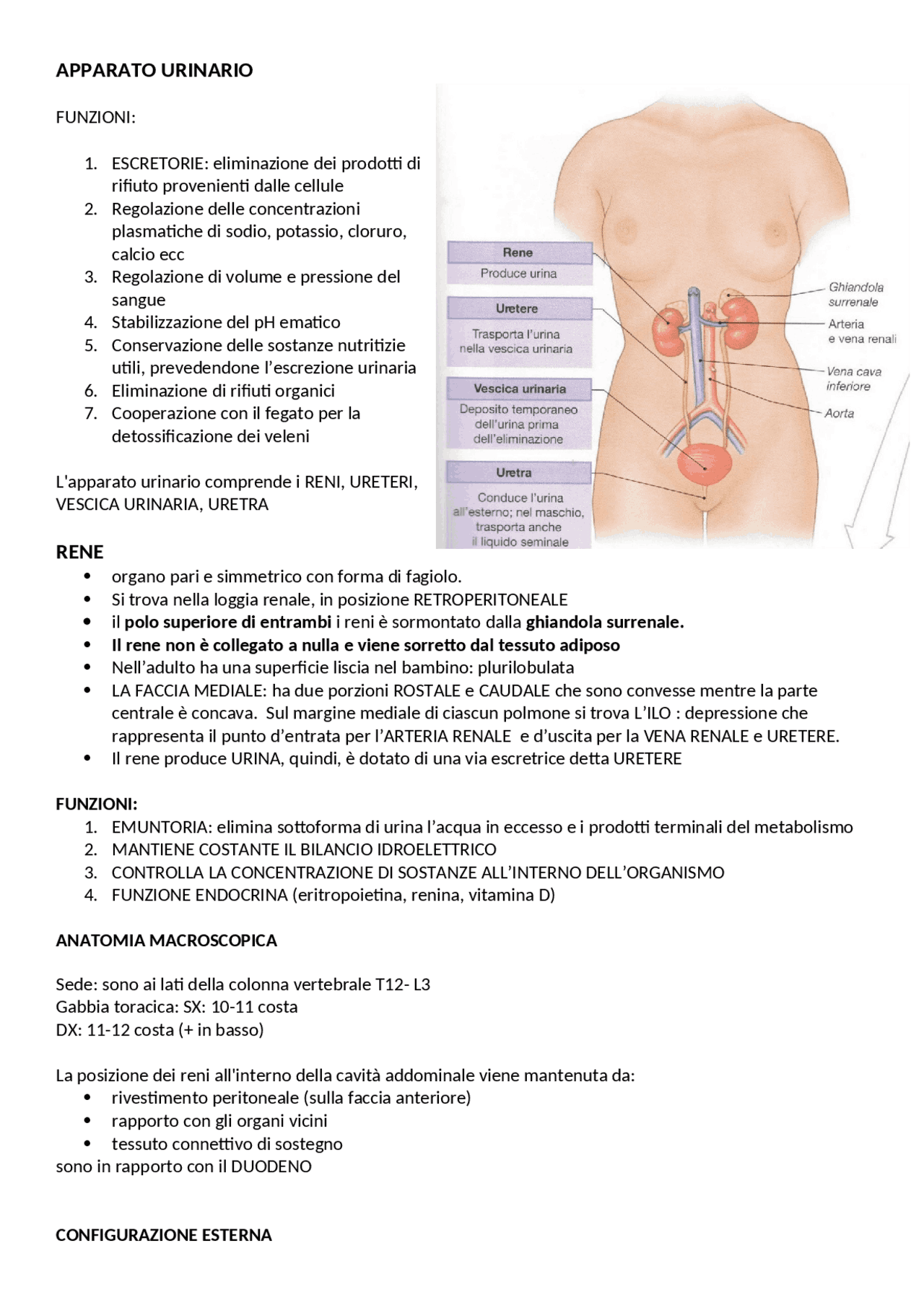 Anatomia Apparato Urinario Appunti Di Anatomia Docsity