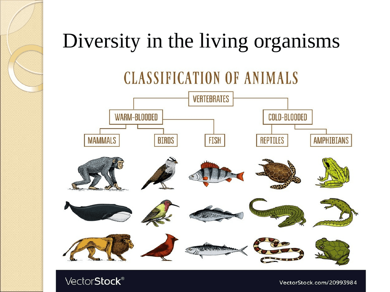 Highlight key points on the Grade 9 Topic Fundamentals unit of life ...