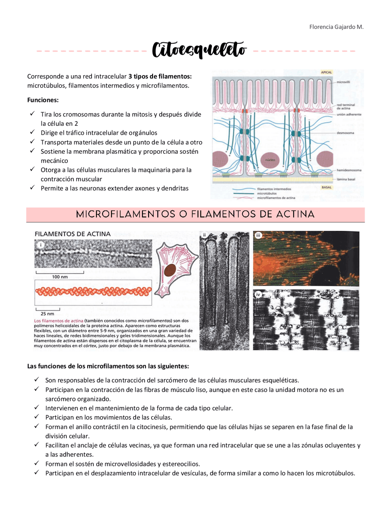 Biología Celular Citoesqueleto Transcripciones De Biología Celular