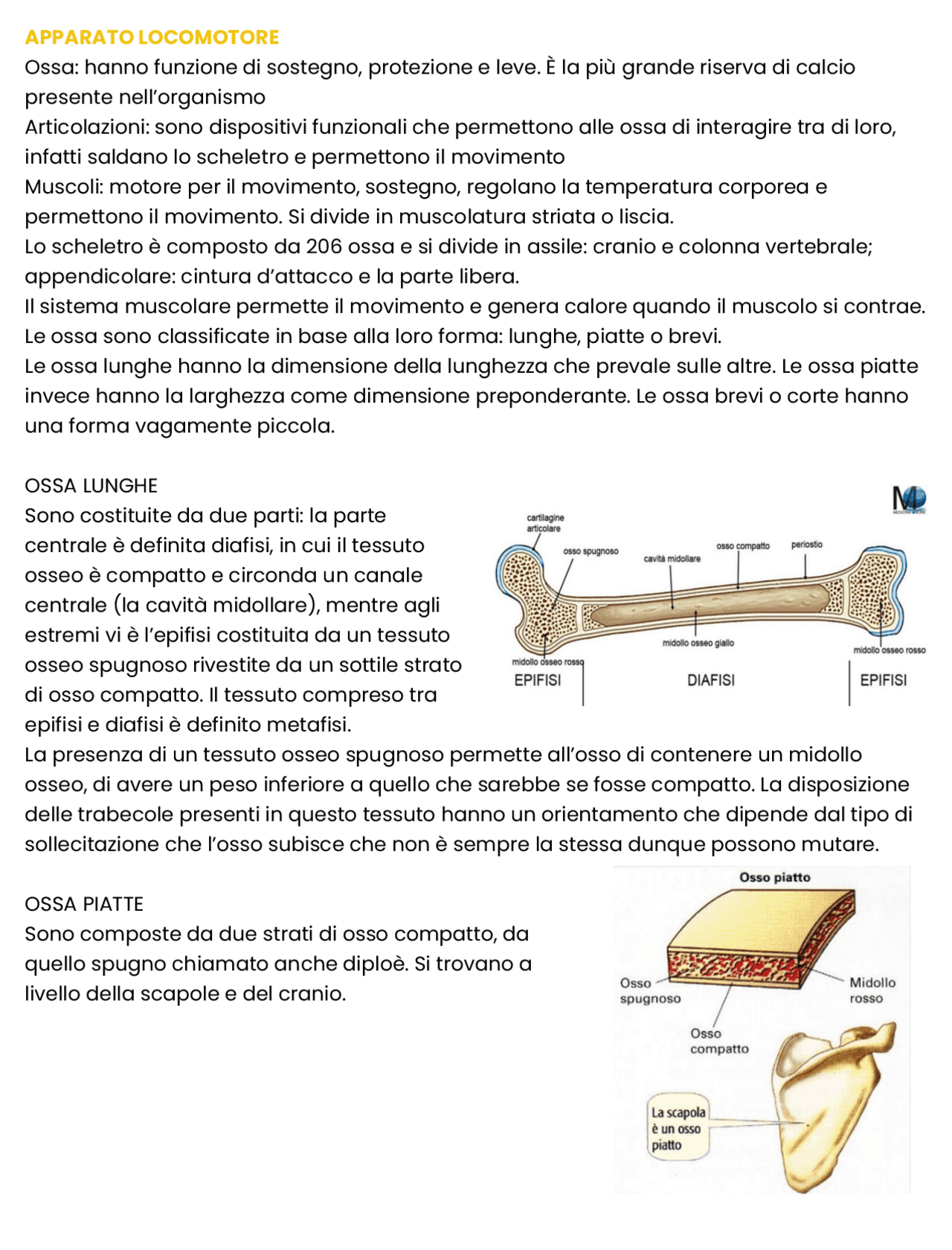 Apparato Locomotore Ossa Appunti Di Anatomia Docsity