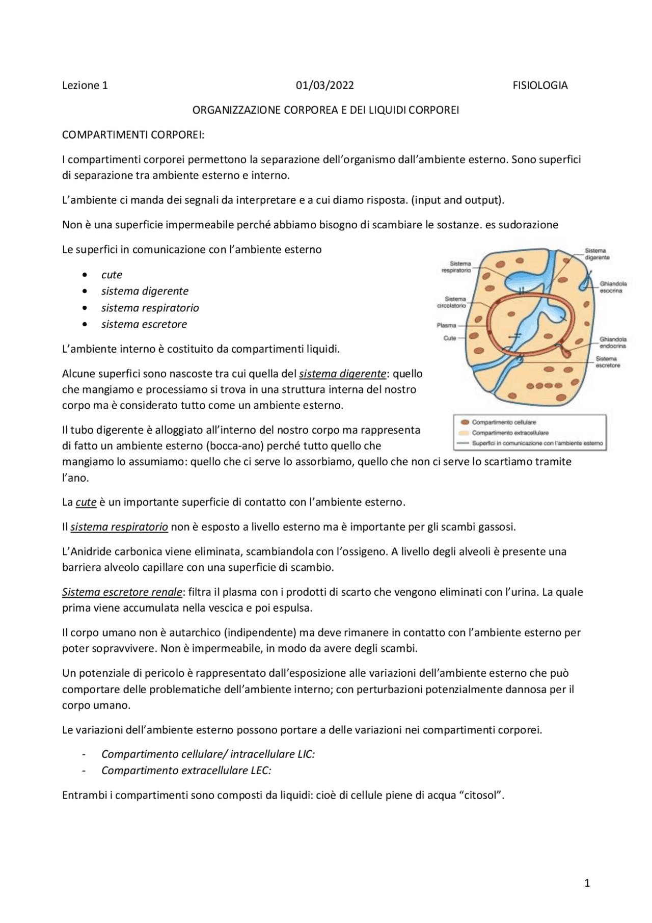 Fisiologia Umana Sbobinata Sbobinature Di Fisiologia Umana Docsity