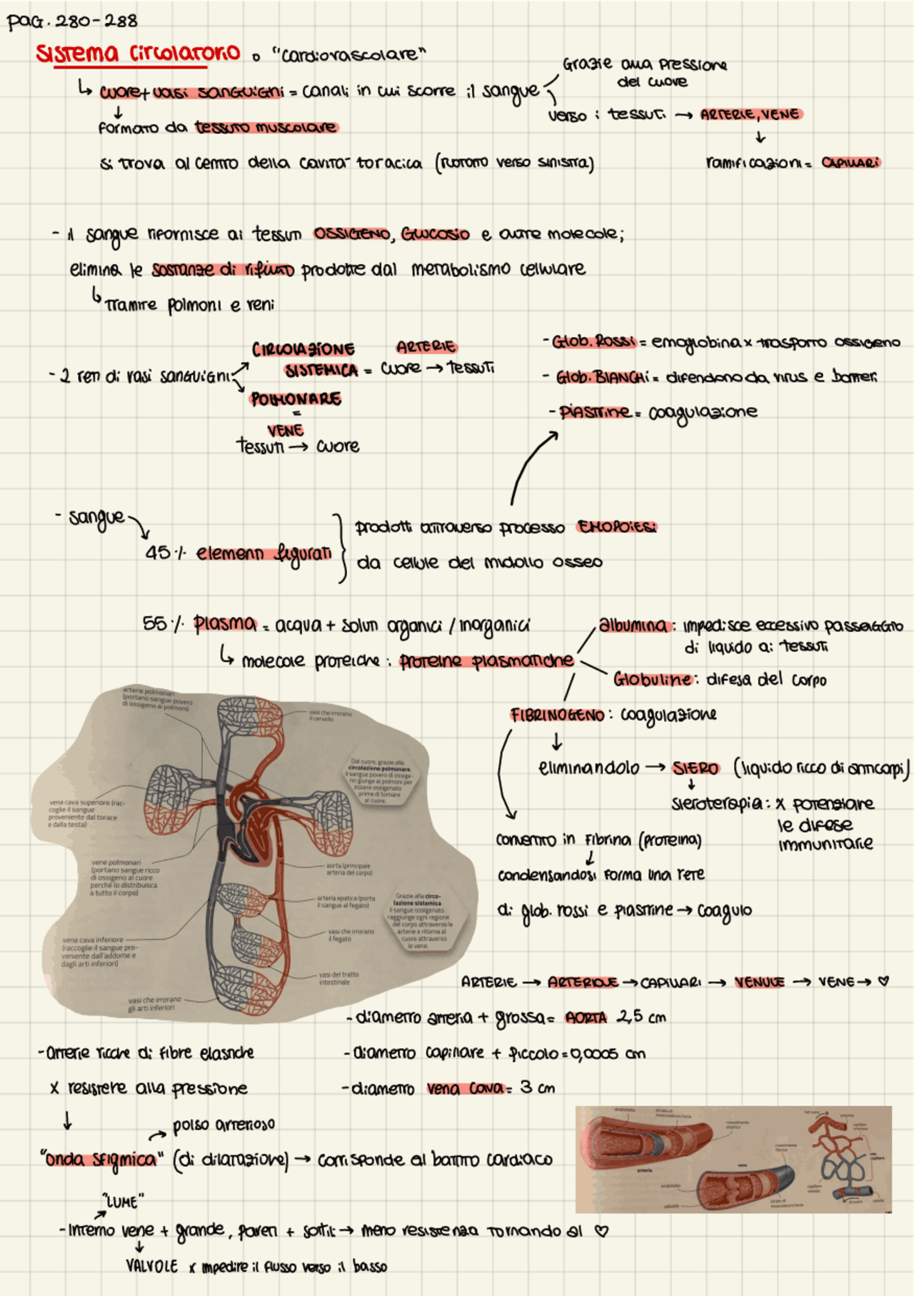 Sistema Circolatorio Appunti Di Biologia Docsity