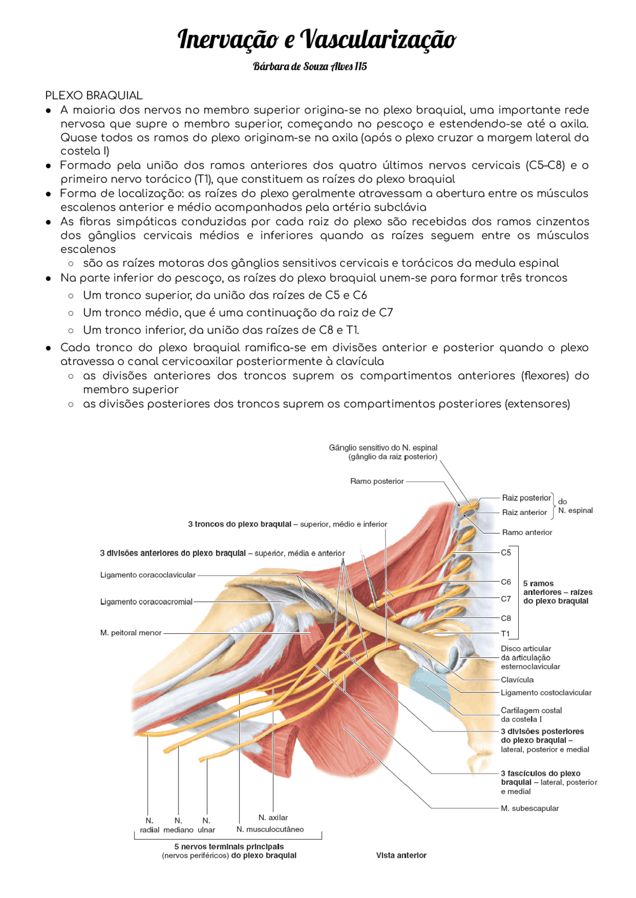 O Plexo Braquial e a Inervação da Mão | Resumos Anatomia | Docsity