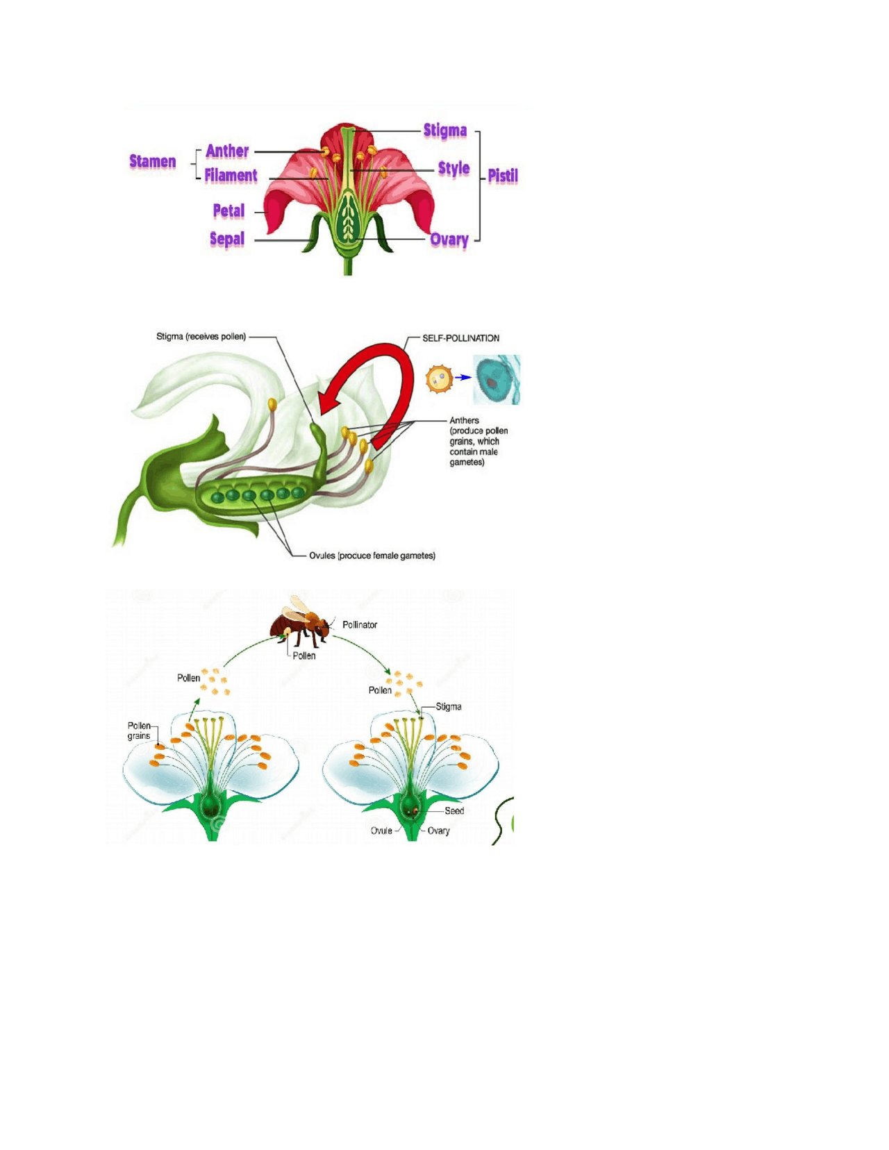 (leaf) parts of flower | Schemes and Mind Maps Earth science | Docsity