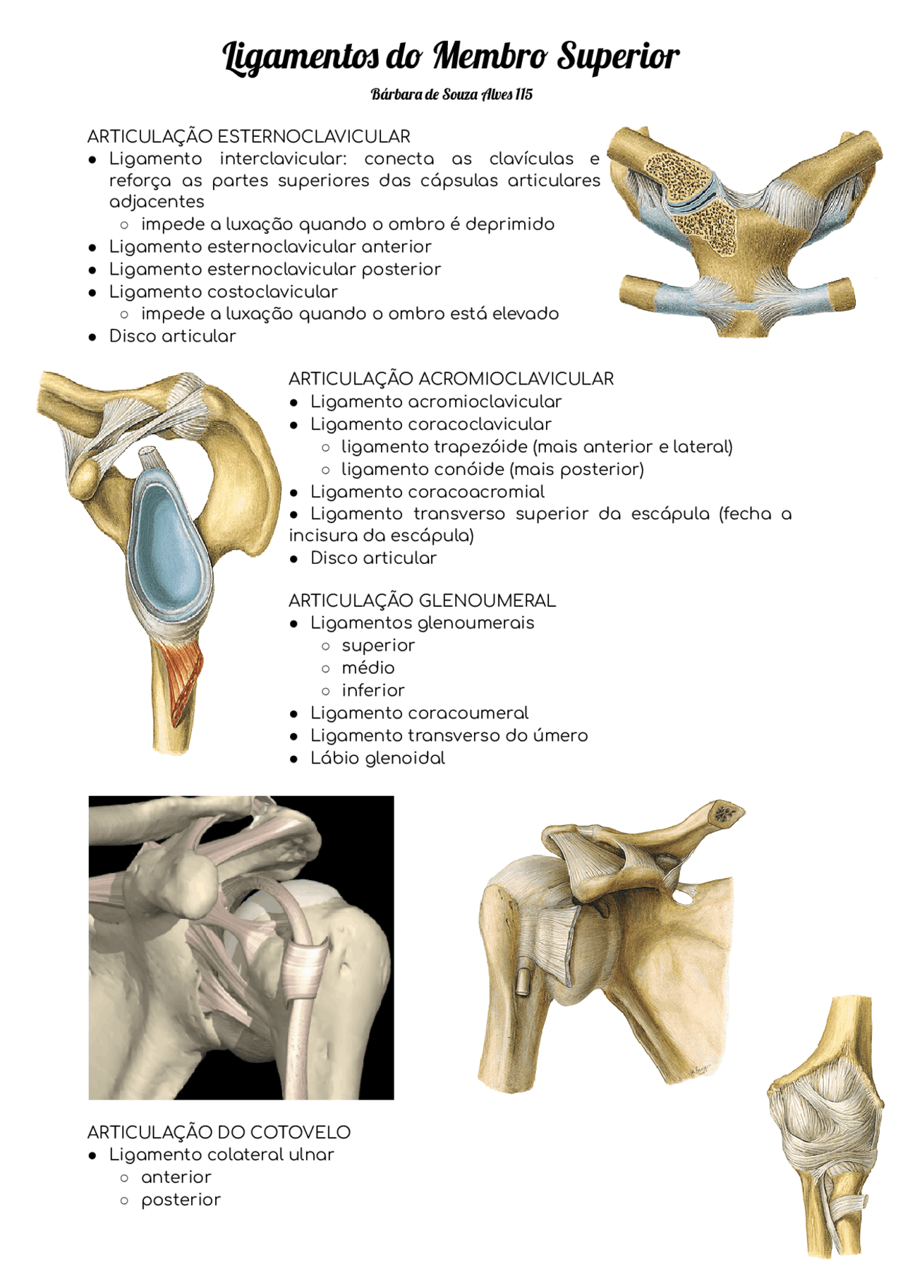 Anatomia dos ligamentos e articulações do membro superior | Resumos ...