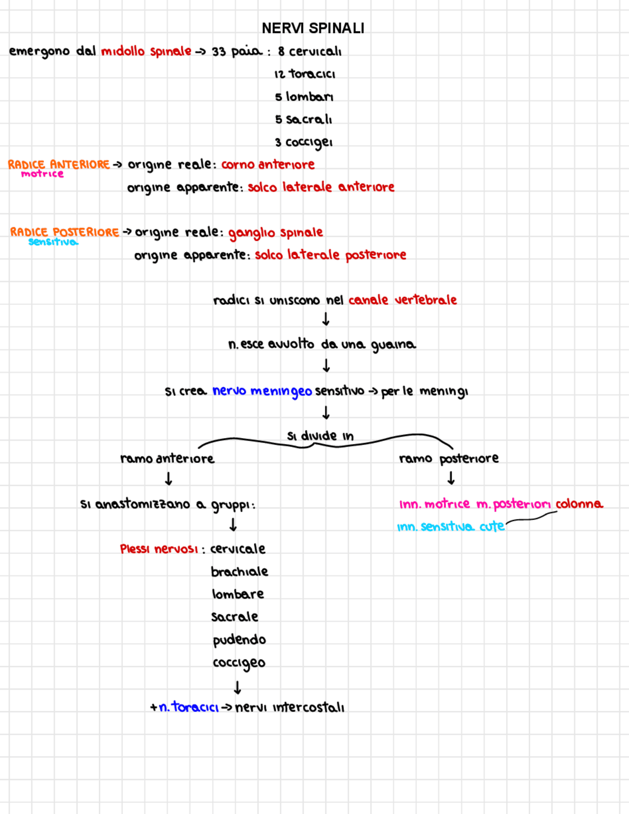 Schema Nervi Spinali Schemi E Mappe Concettuali Di Neuroanatomia