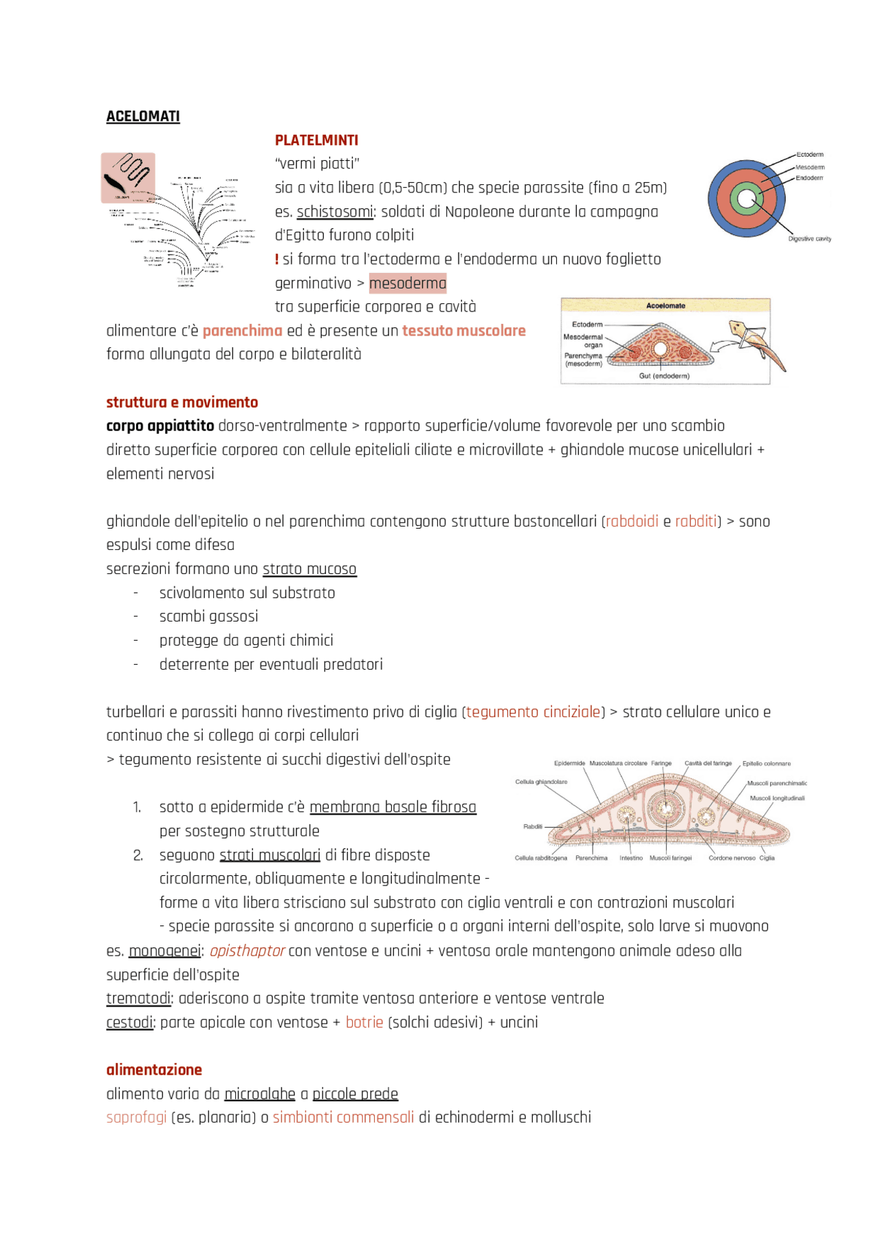 Acelomati Platelminti E Nemertini Funzioni E Classificazione