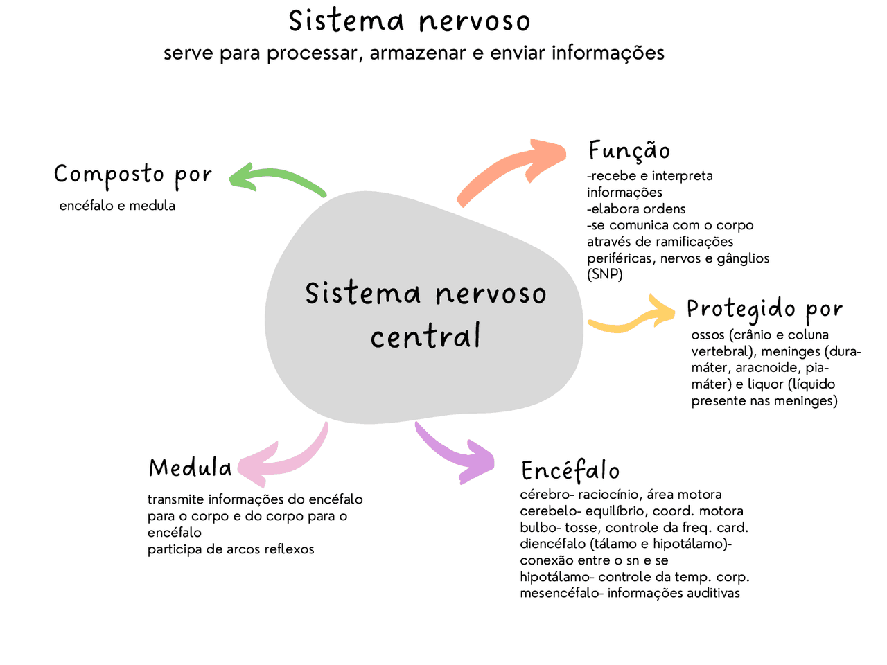 Sistema nervoso periférico e central (mapa mental) | Esquemas Biologia ...
