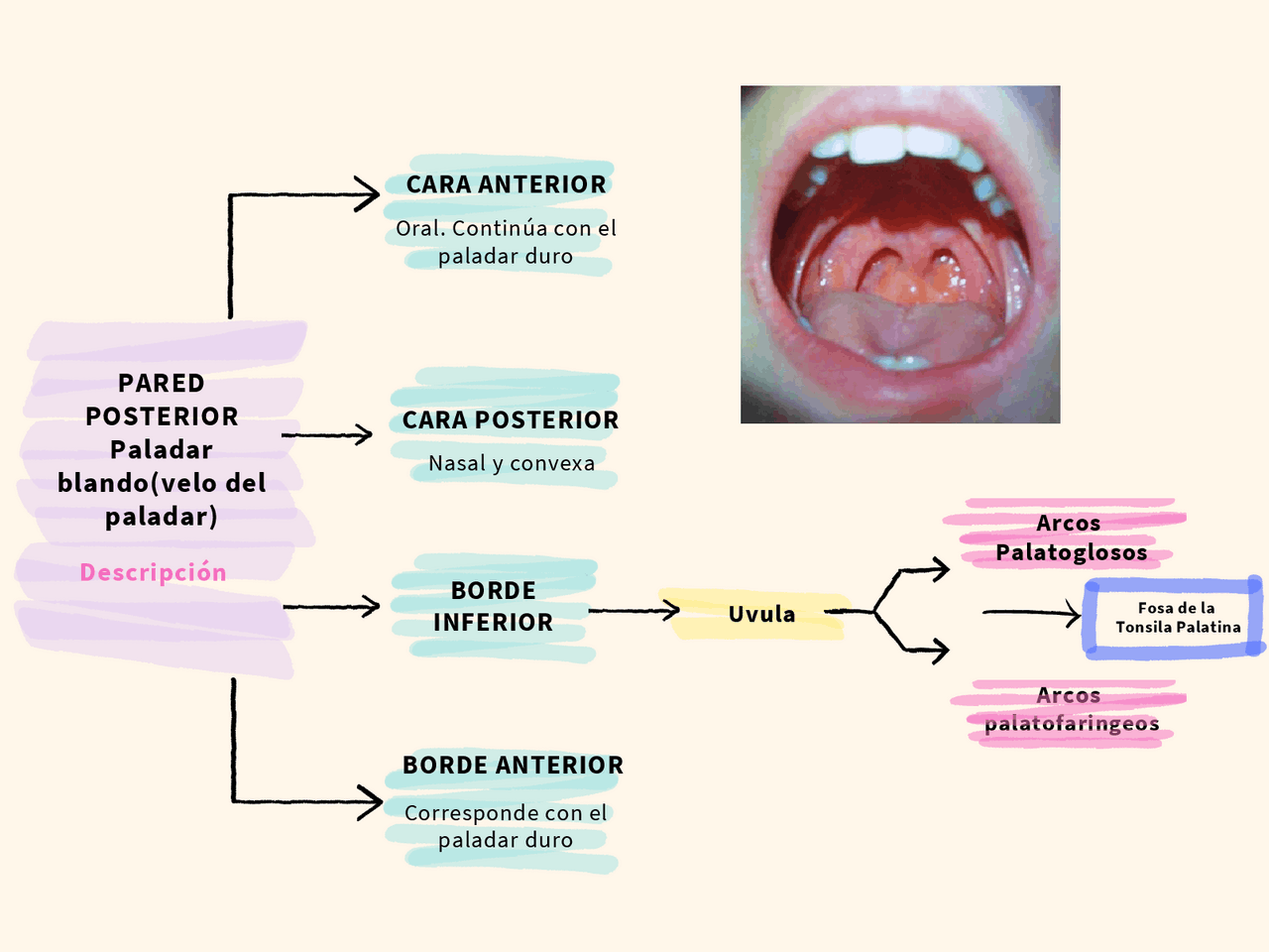 Boca Cuadro sinoptico | Esquemas y mapas conceptuales de Anatomía | Docsity