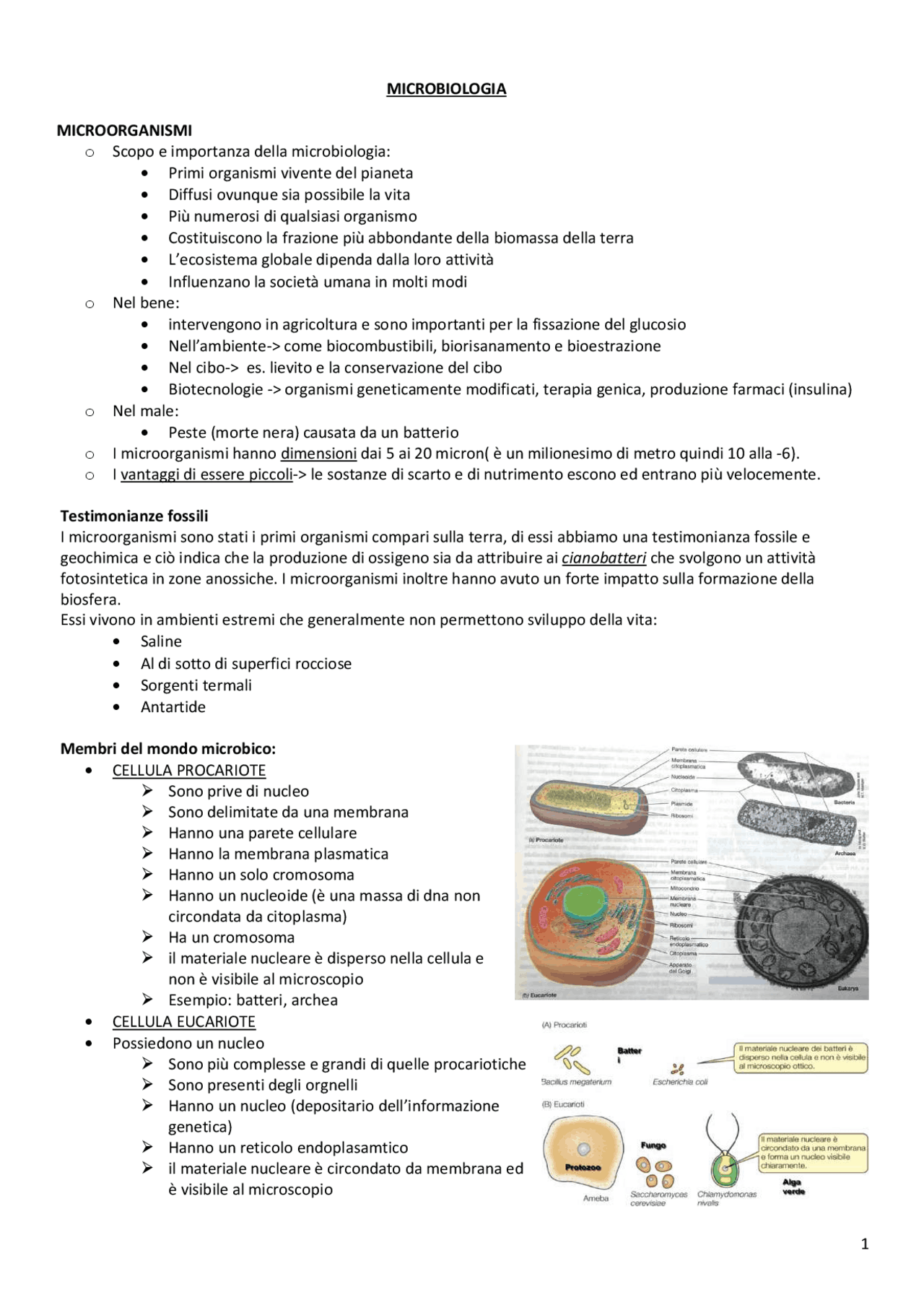Appunti Microbiologia Farmacia Uniupo Appunti Di Microbiologia Docsity
