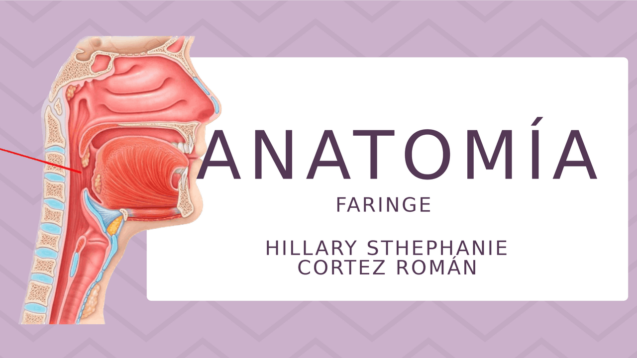 Diapositivas De Faringe Diapositivas De Anatomía Docsity