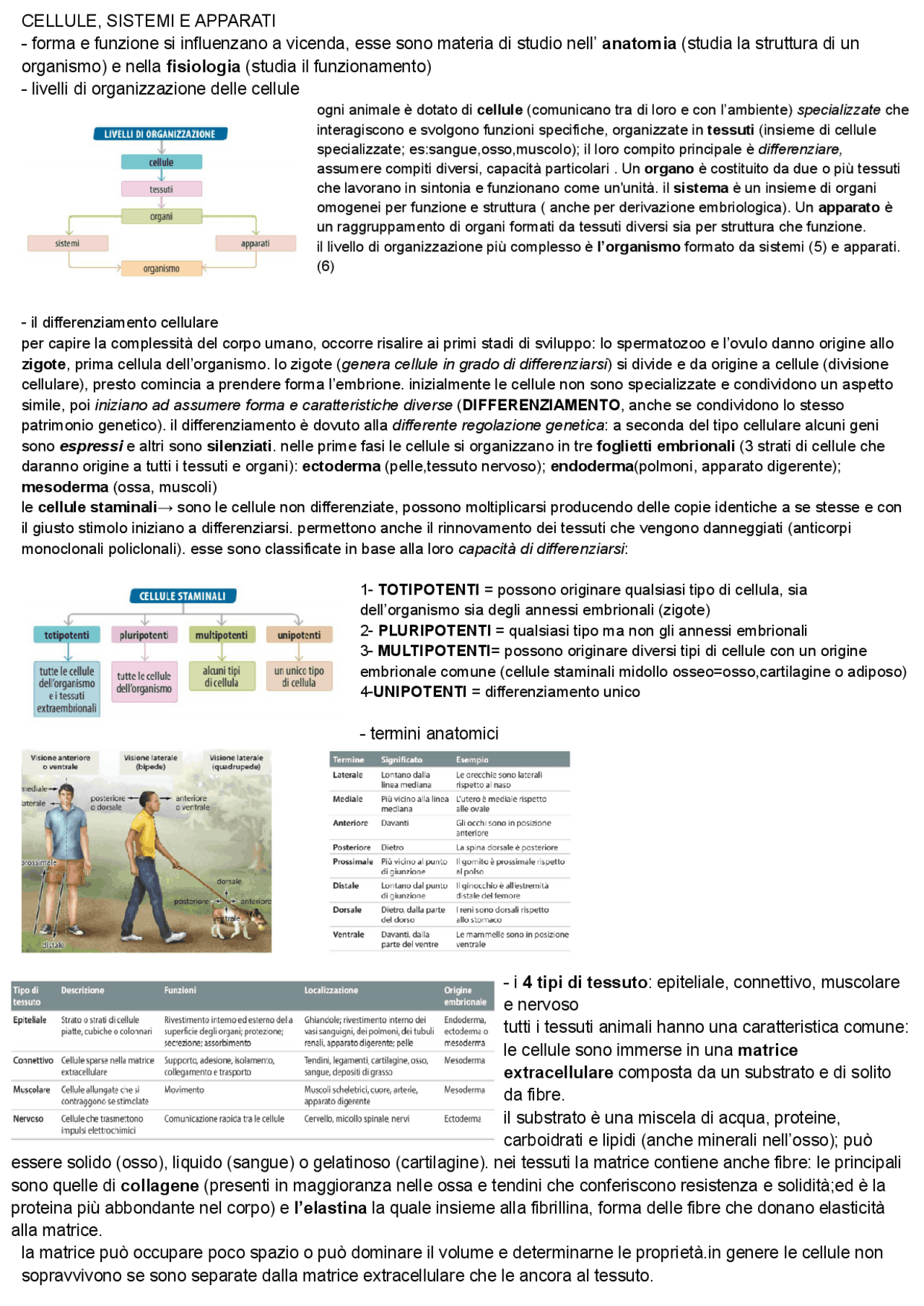 Cellule Sistemi E Apparati Schemi E Mappe Concettuali Di Biologia