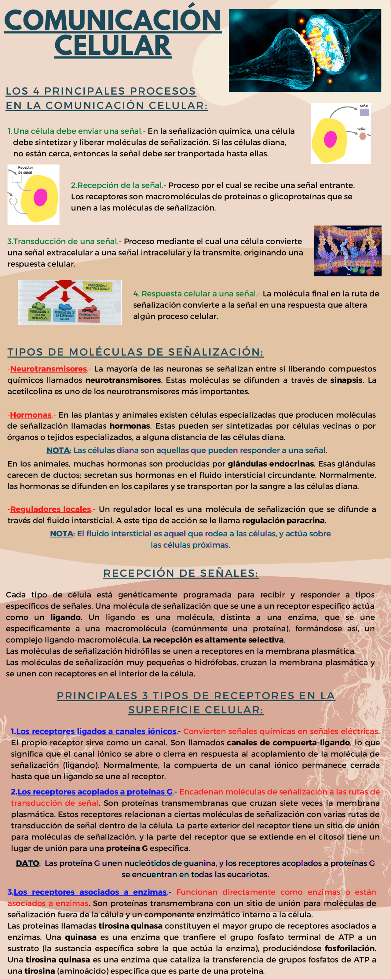 Comunicación Celular Resúmenes De Biología Docsity