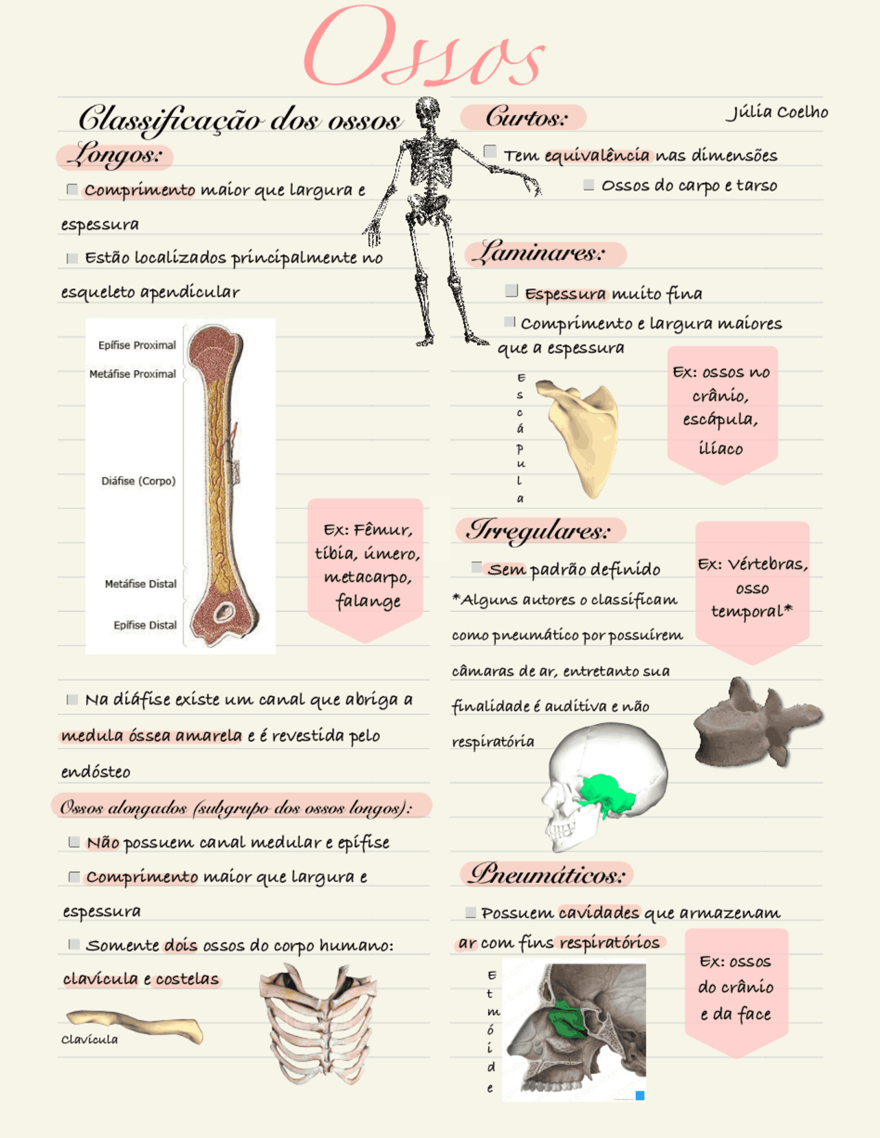 Tipos e classificações dos ossos de acordo com a anatomia humana ...