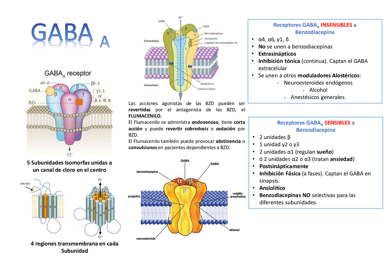 Gaba A como funciona | Diapositivas de Farmacología | Docsity