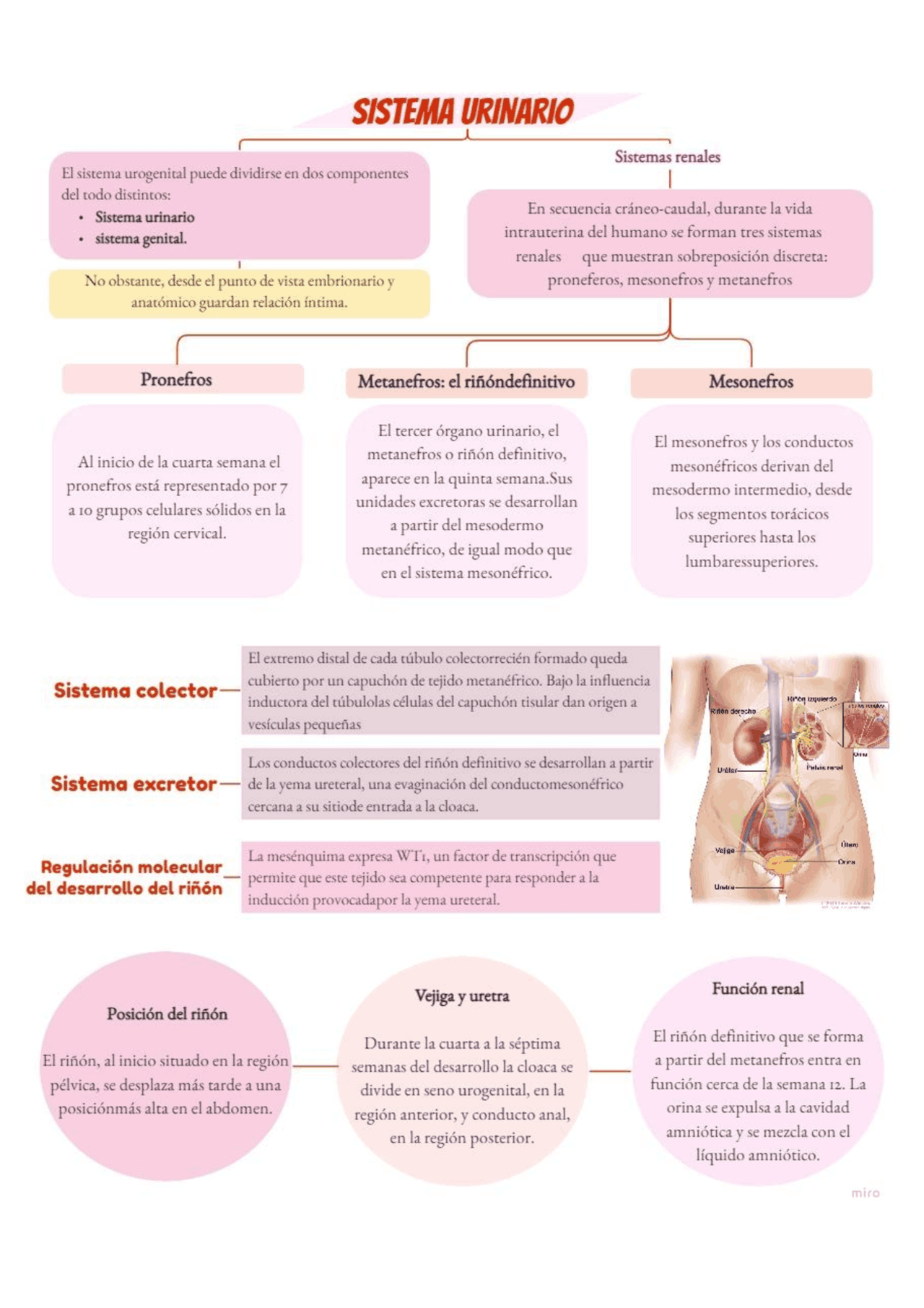 Mapa Del Sistema Urinario