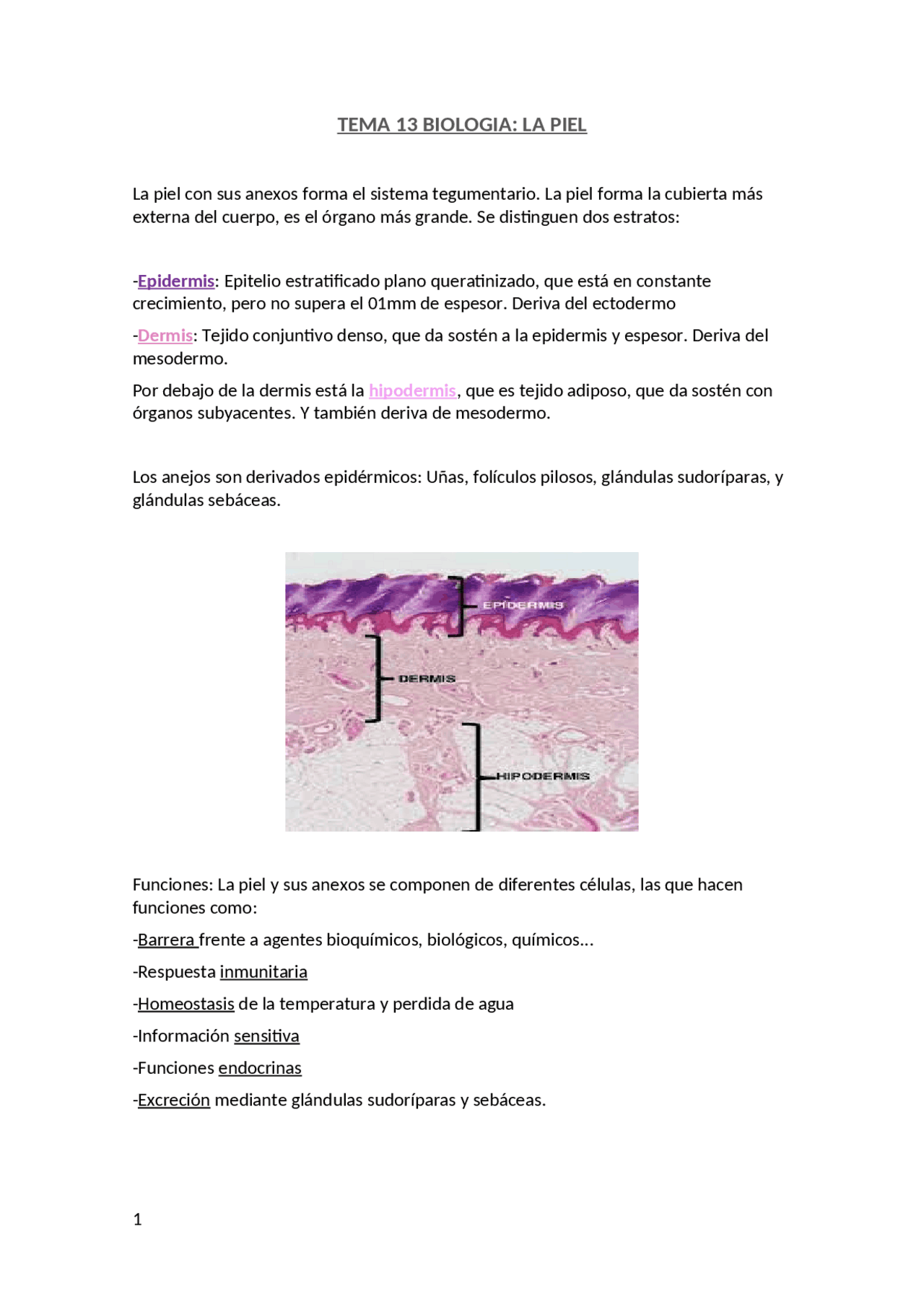 Histología De La Piel Resúmenes De Histología Docsity