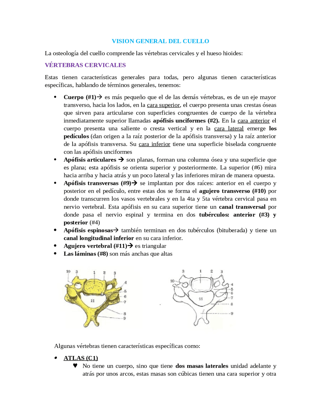 Resumen para la clase de generalidades cabeza y cuello | Resúmenes de Anatomía | Docsity