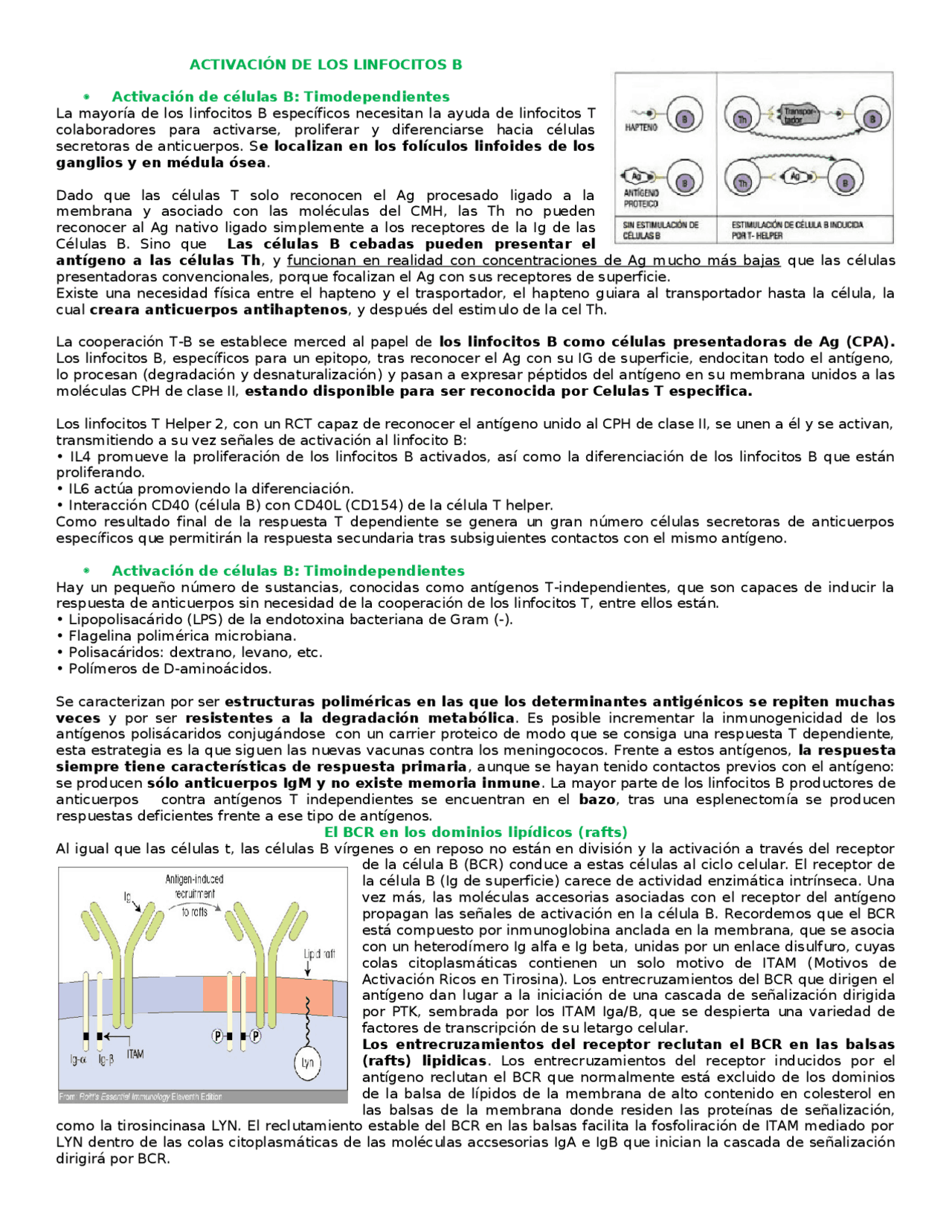 Activación De Los Linfocitos B Transcripciones De Inmunología Docsity