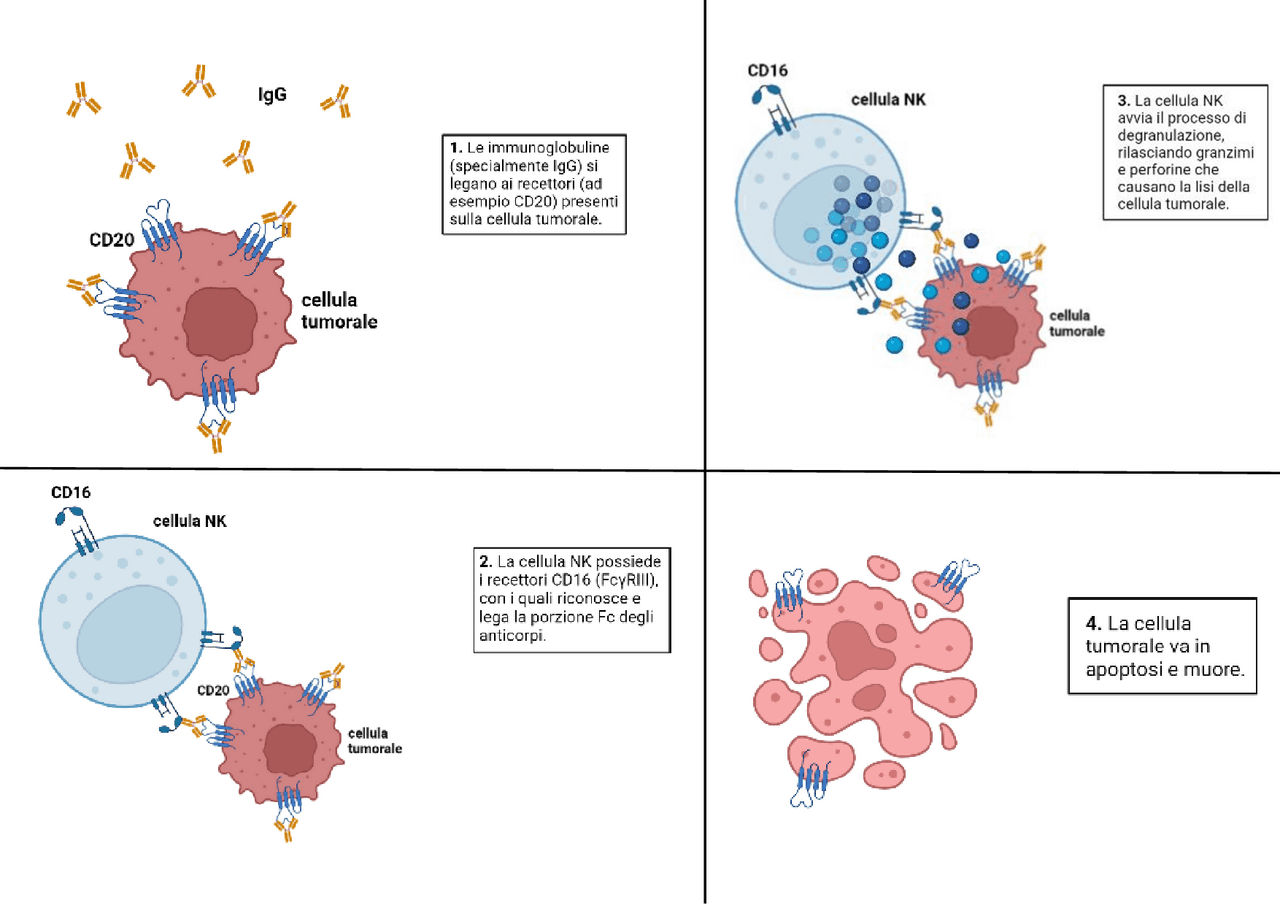 Biorender Citotossicità Cellulare Anticorpo Dipendente Adcc Schemi