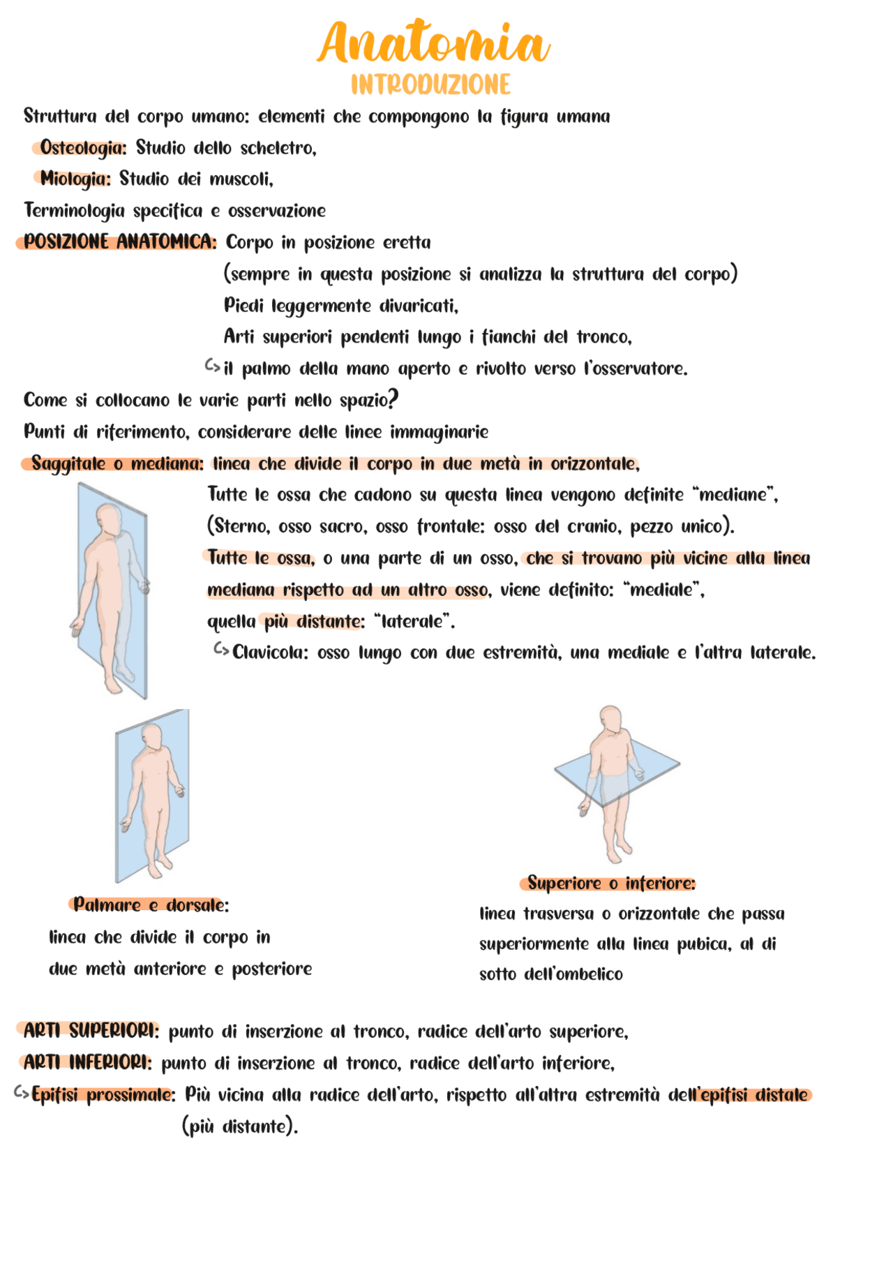 Appunti Di Anatomia Artistica Schemi E Mappe Concettuali Di Anatomia